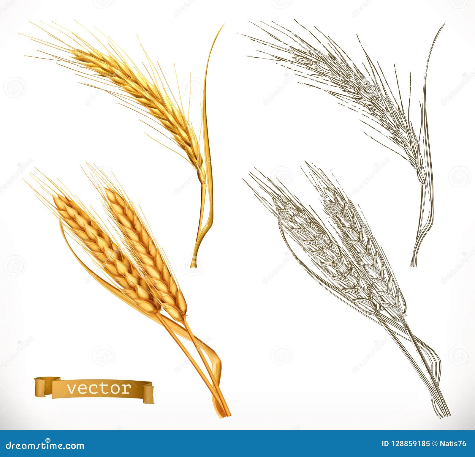 Oren Van Tarwe 3d Realisme En Gravurestijlen Vector Vector Illustratie ...