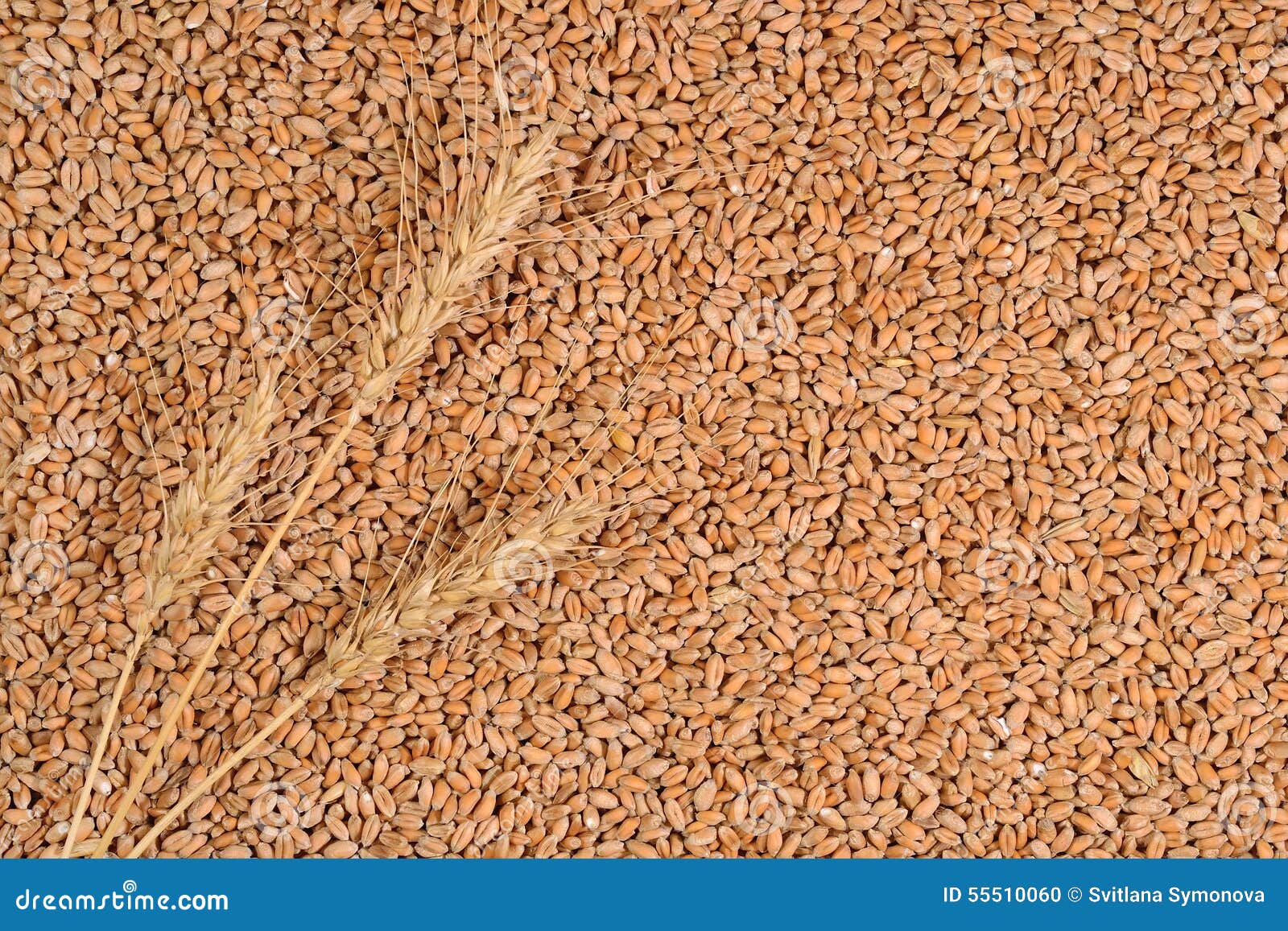 Oren Van Tarwe Op Een Tarwekorrels Stock Foto - Image of voedsel ...