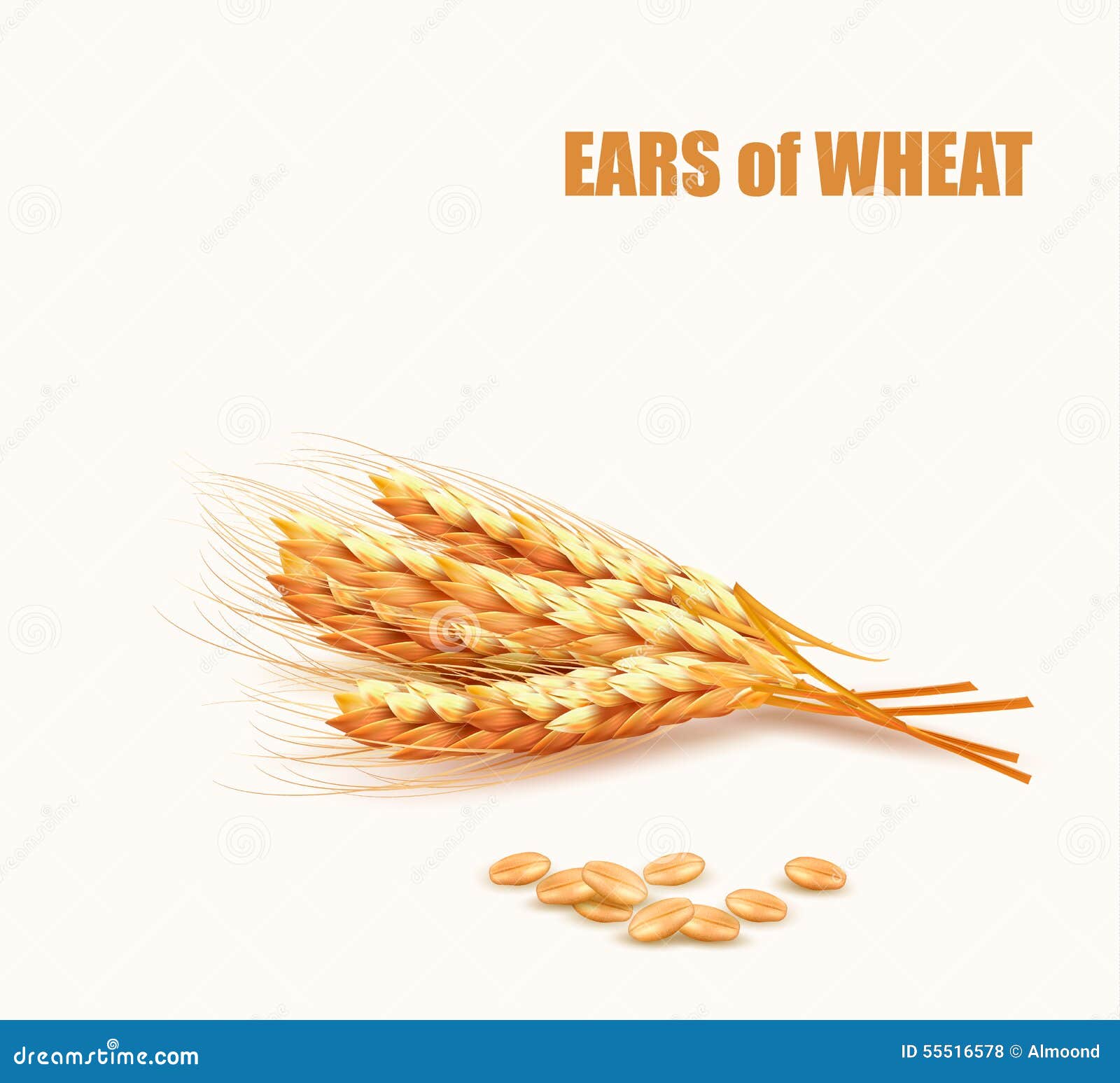 Oren van tarwe Vector vector illustratie. Illustration of achtergrond ...
