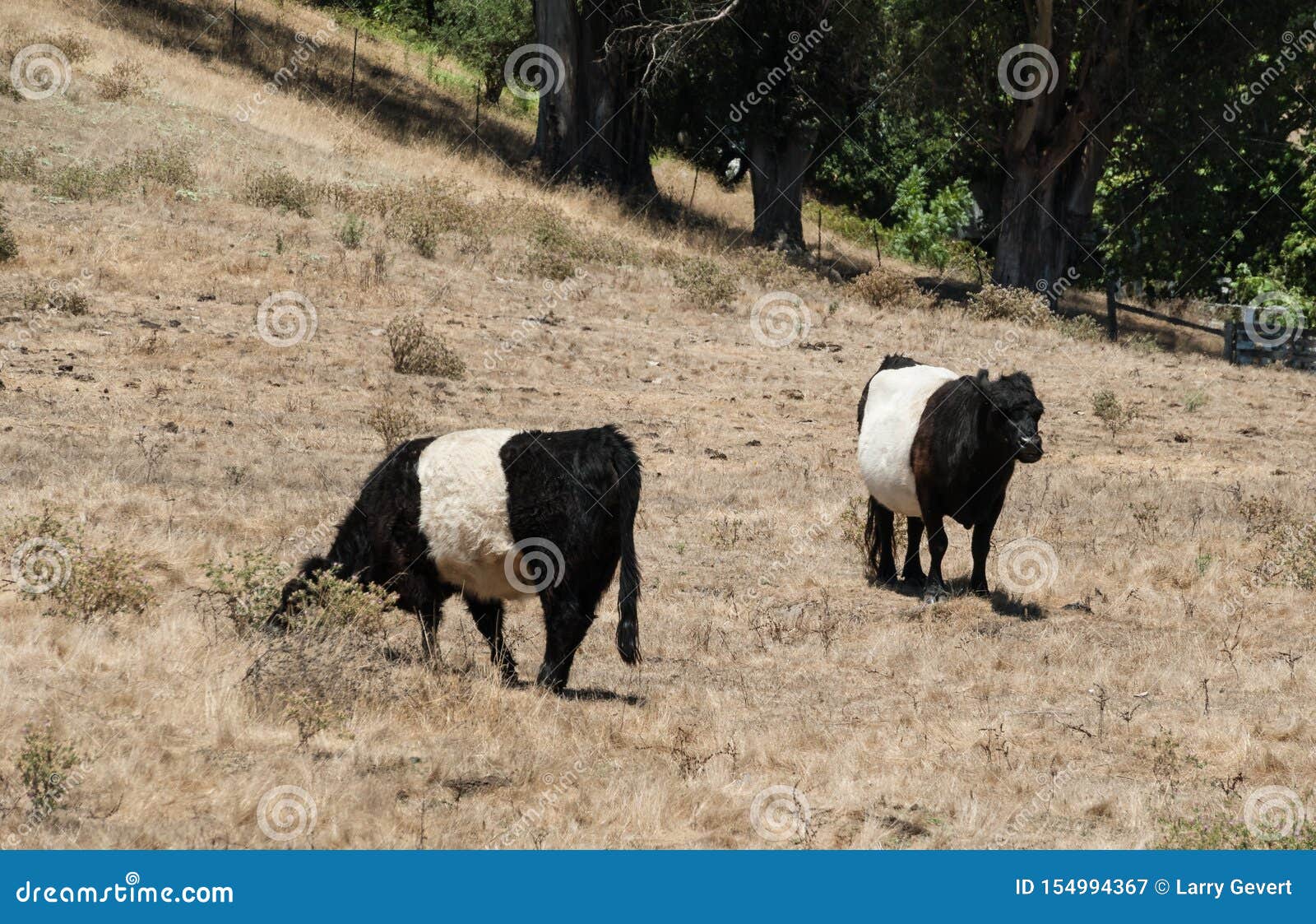 Oreo Cookie Cows in the Pasture Stock Image - Image of brown ...
