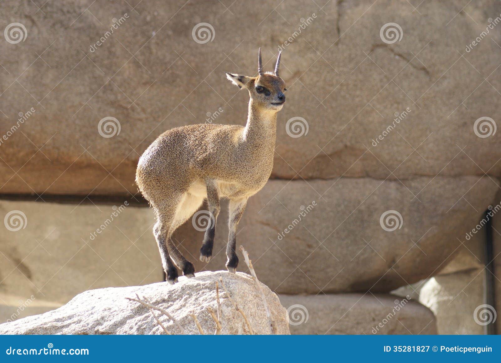 Oreotragus Di Oreotragus - Di Klipspringer Immagine Stock - Immagine di ...