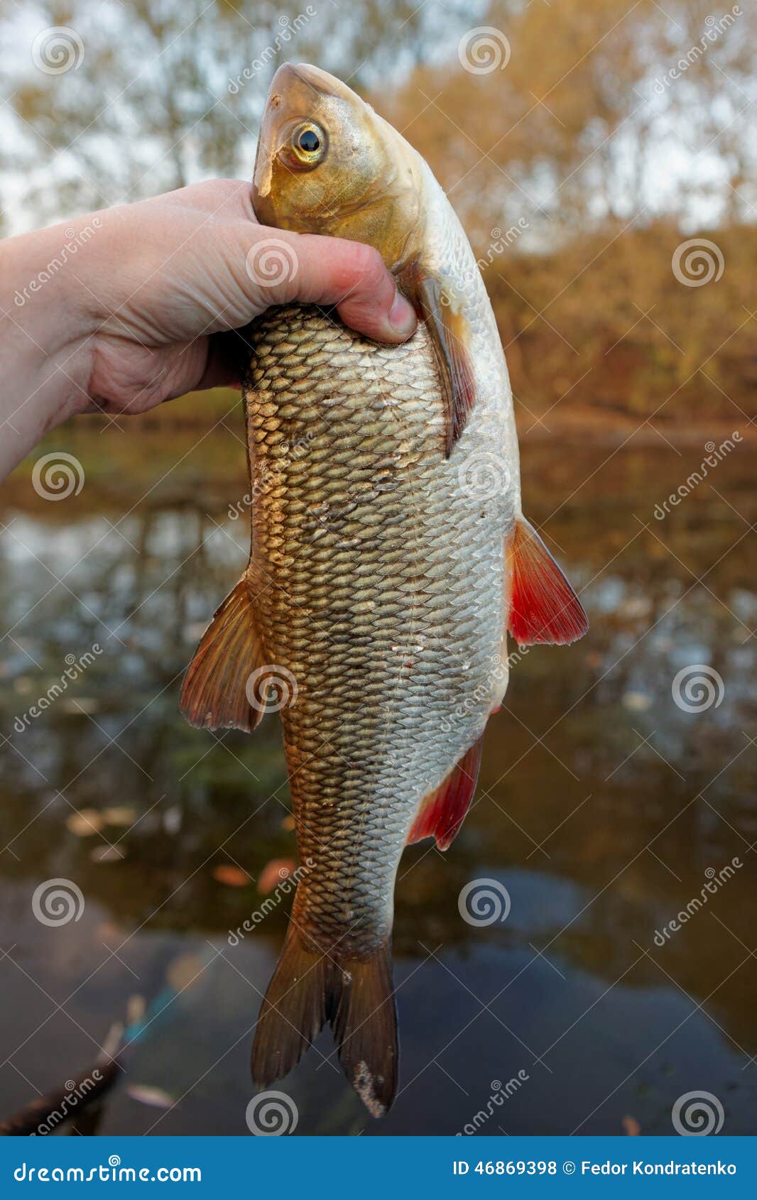Orfe in fisherman s hand stock photo. Image of outdoors - 46869398