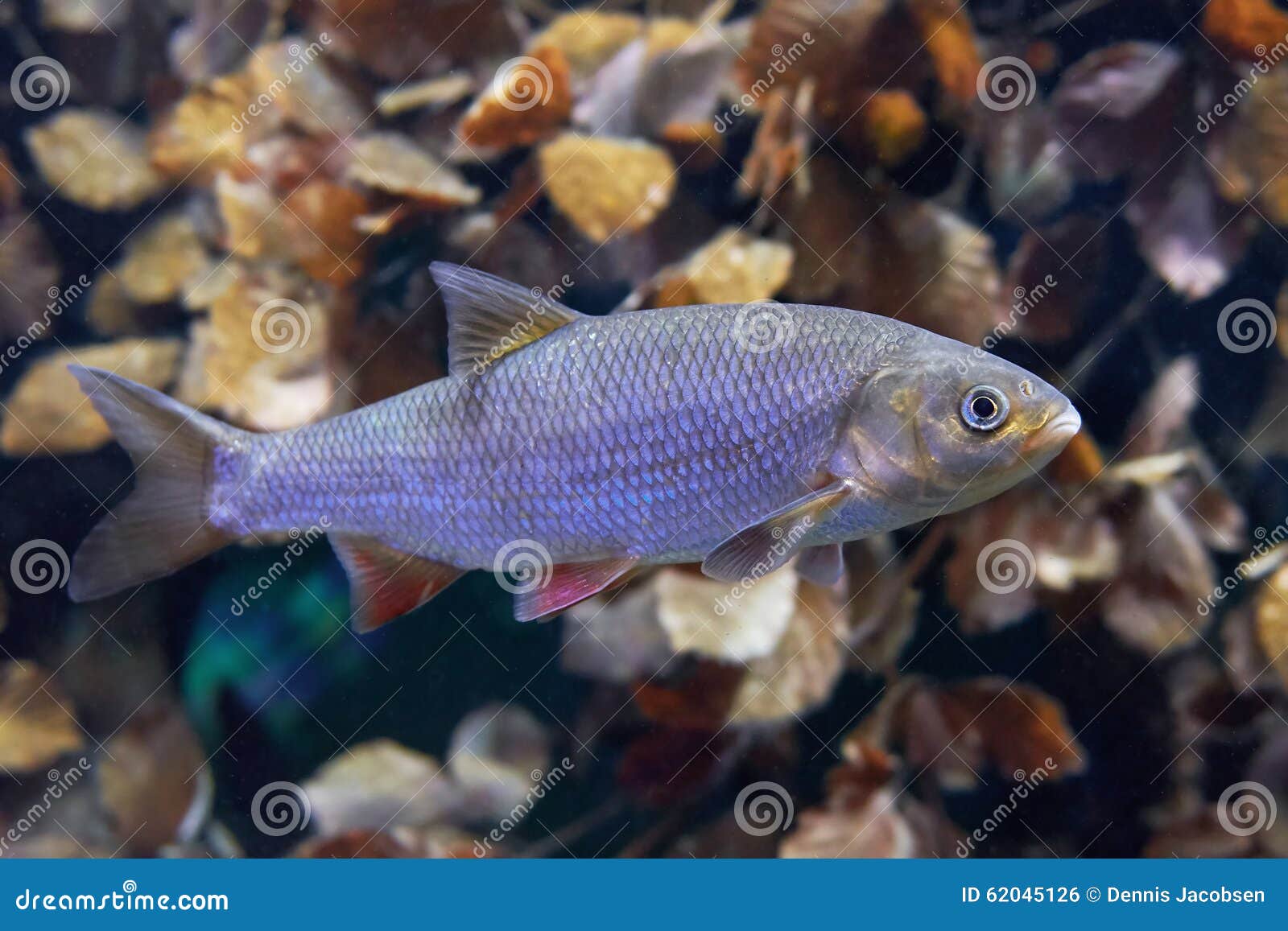Orfe (Leuciscus idus) stockfoto. Bild von frischwasser - 62045126