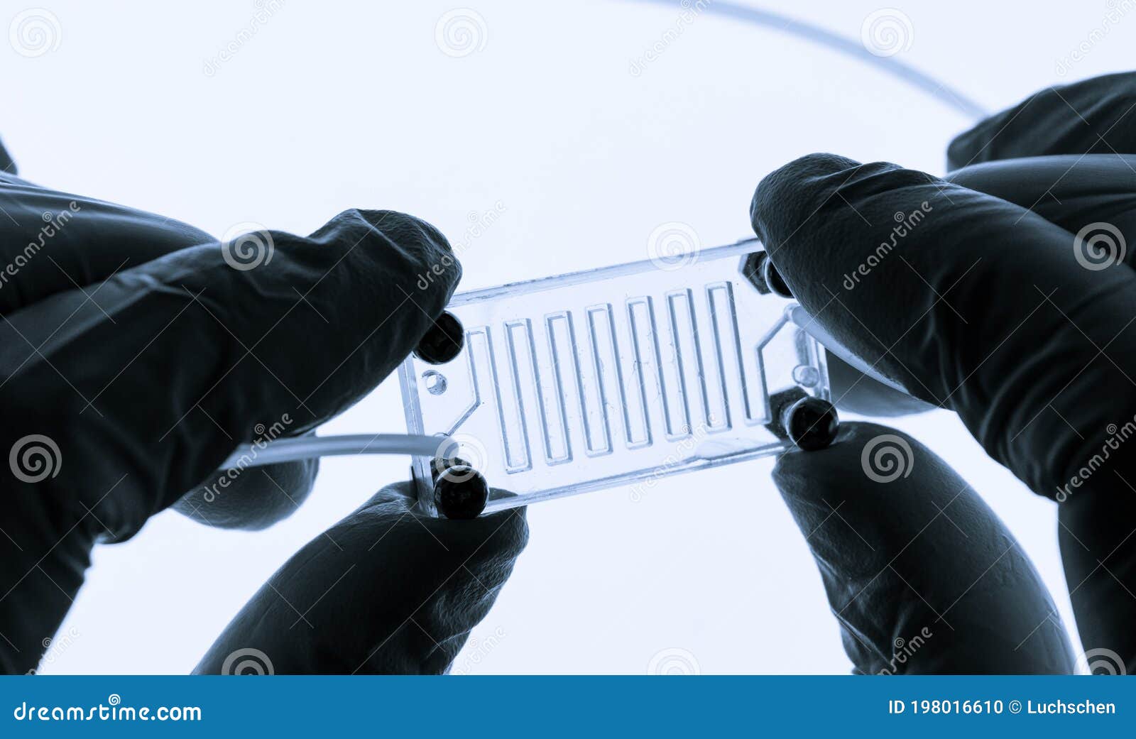 Organ on Chip OOC and Lab on Chip LOC - Microfluidic Device Chip that ...