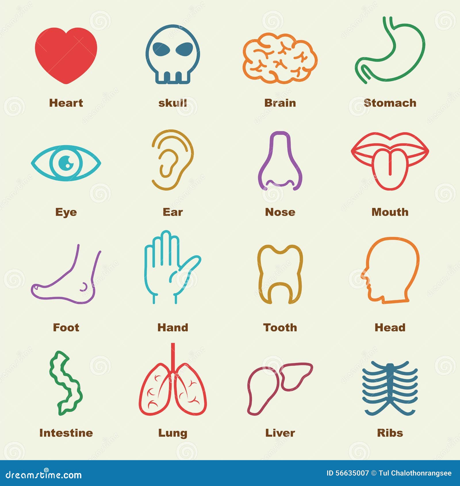 Organ elements stock vector. Illustration of science - 56635007