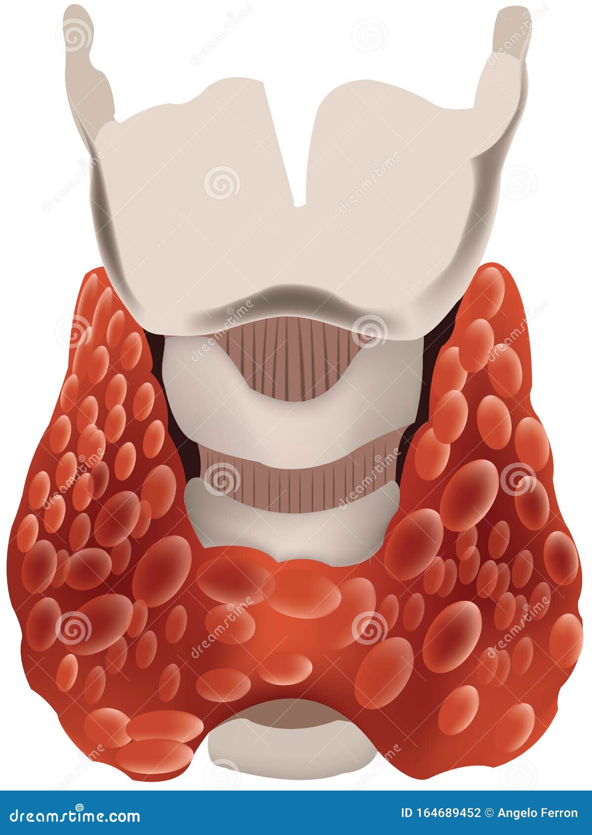 Organ of the Human Body Thyroid Gland Stock Photo - Image of clinic ...