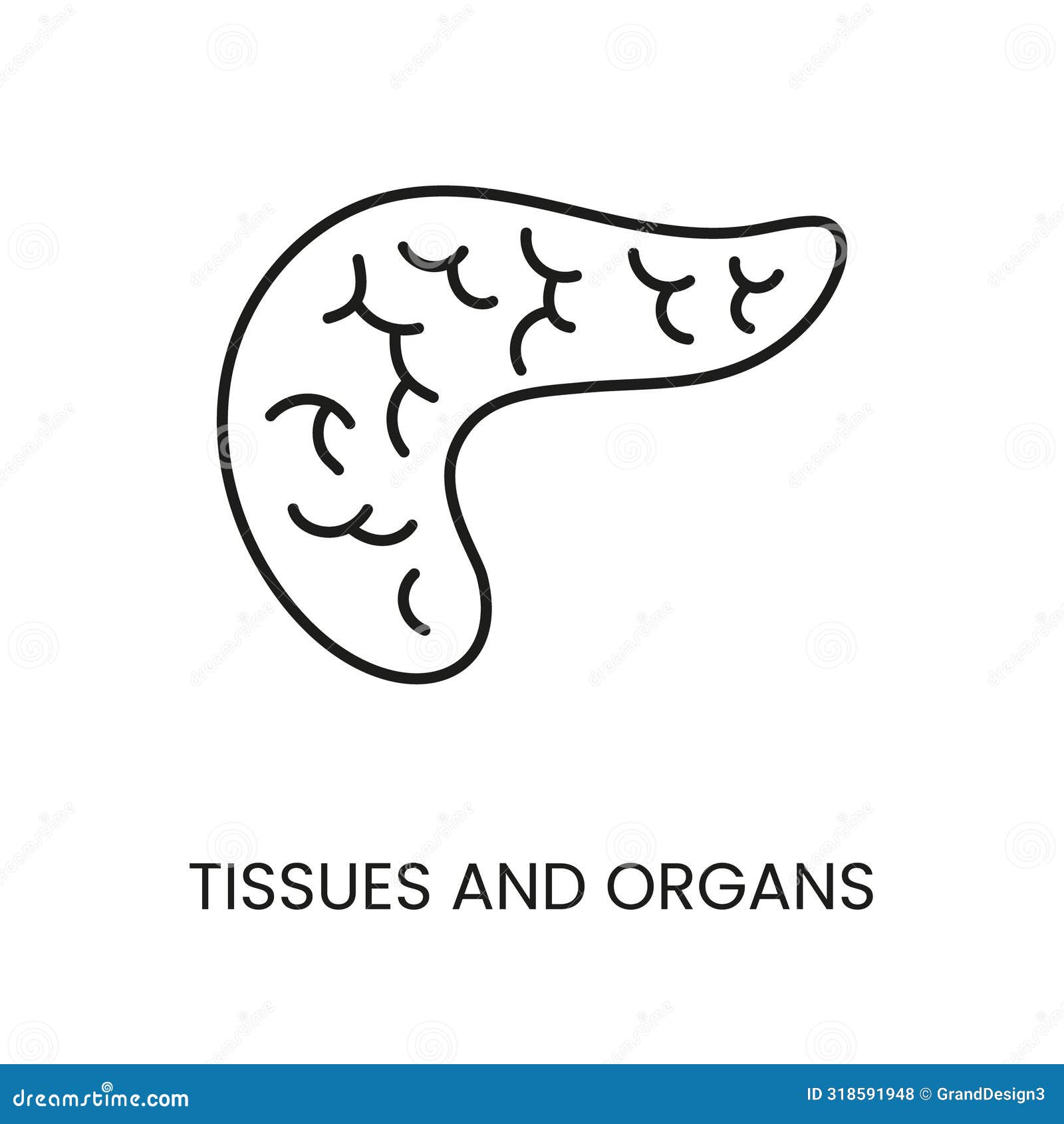 Pancreas One Line Art. Continuous Line Drawing Of Human, Internal ...