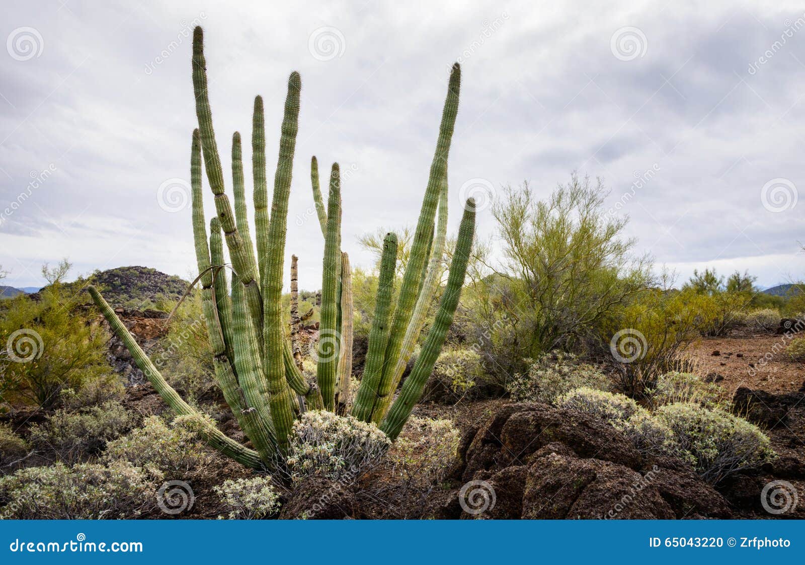 Organ Pipe Cactus National Monument Stock Photo - Image of national ...