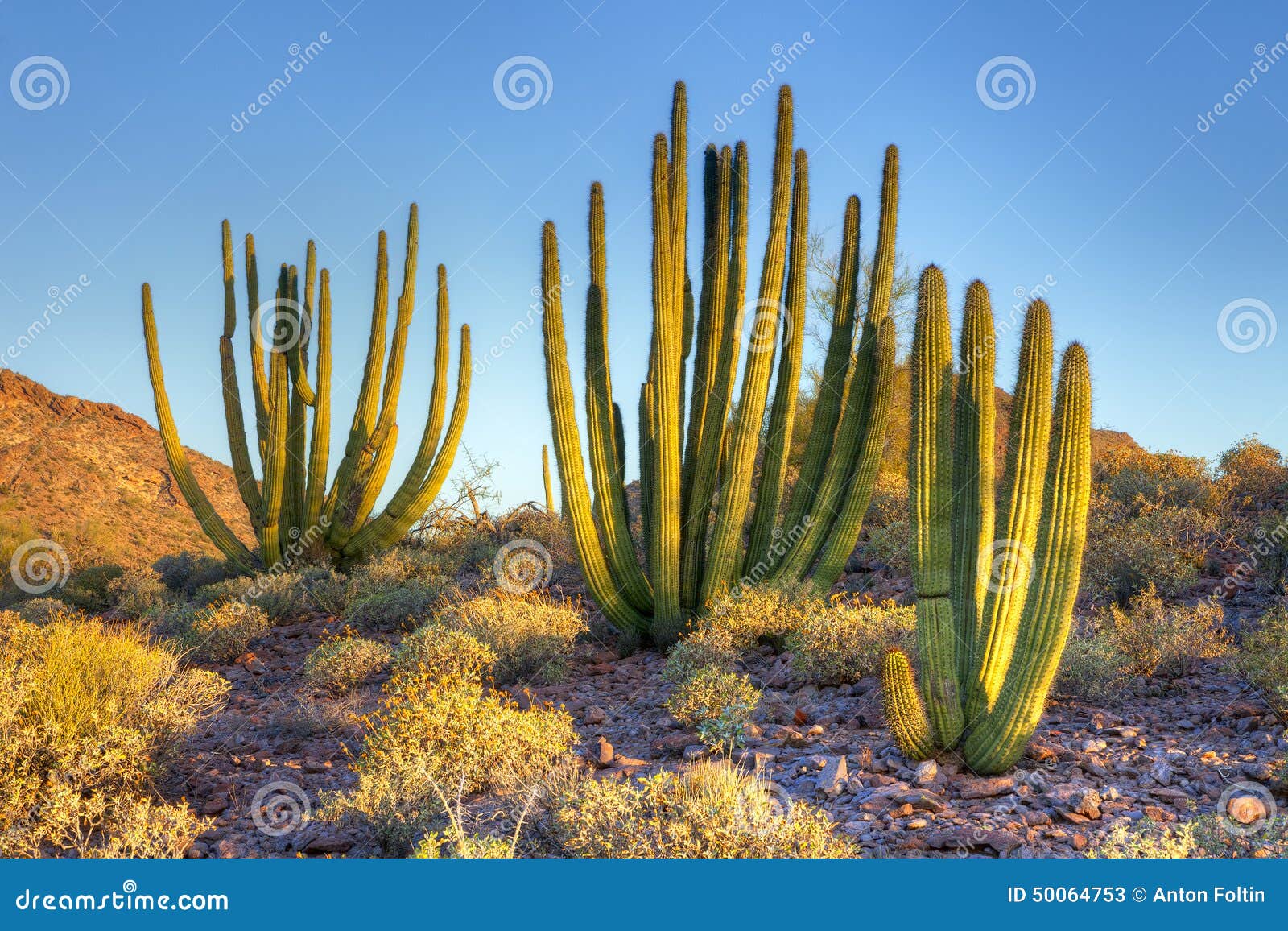 Organ Pipe Cactus stock image. Image of bush, bloom, dawn - 50064753