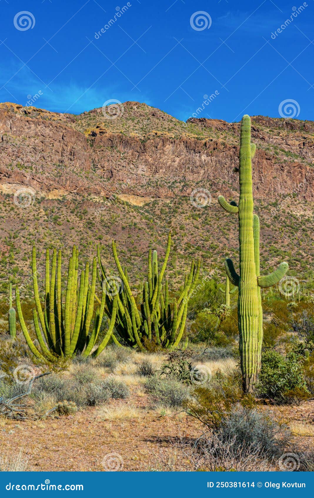 Organ Pipe National Park, Group of Large Cacti Against a Blue Sky ... Organ Pipe National Park, Group of Large Cacti Against a Blue Sky ...