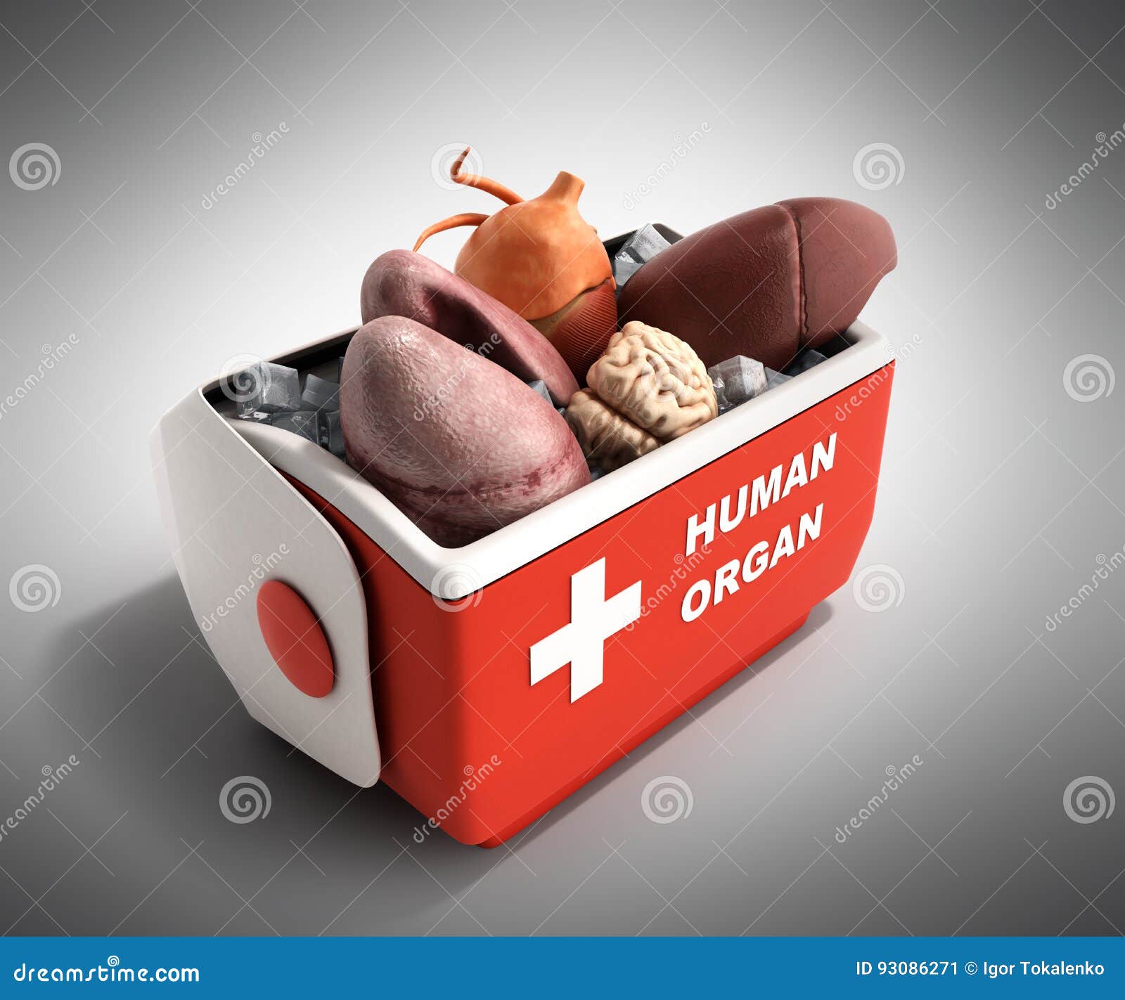 Organ Transportation Concept Open Human Organ Refrigerator Box R Stock ...