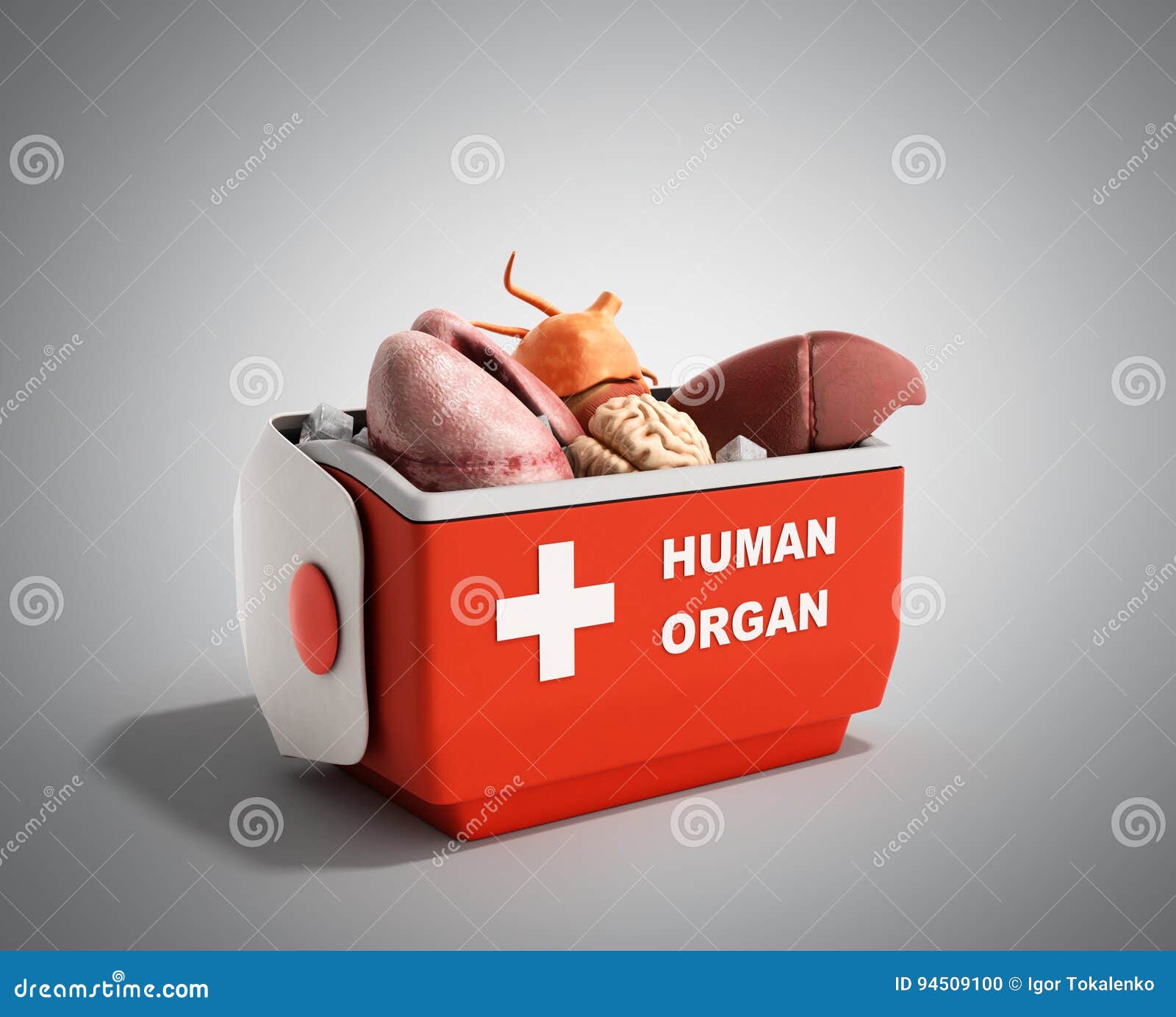 Organ Transportation Concept Open Human Organ Refrigerator Box R Stock ...
