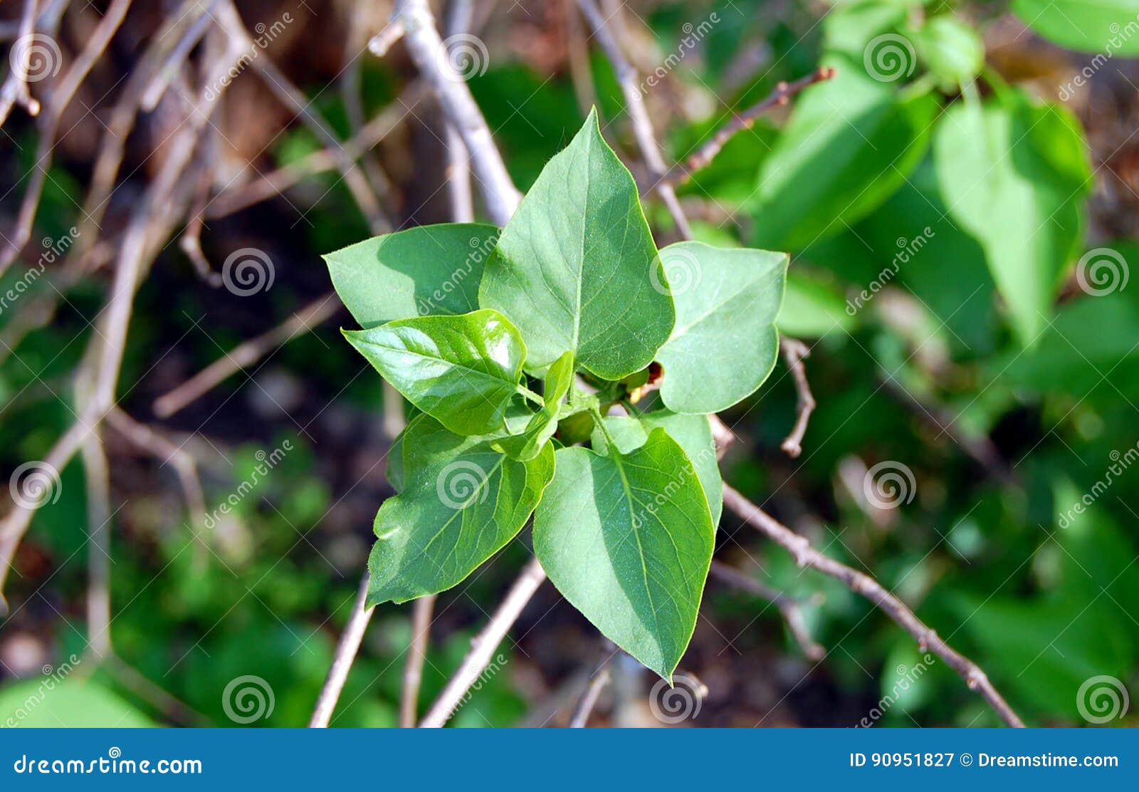 Organ tree stock image. Image of village, nature, garden - 90951827