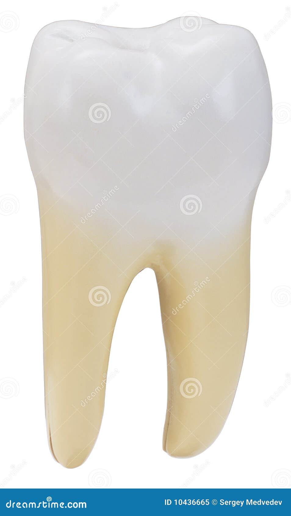 Organe-dents humaines illustration stock. Illustration du dissect ...