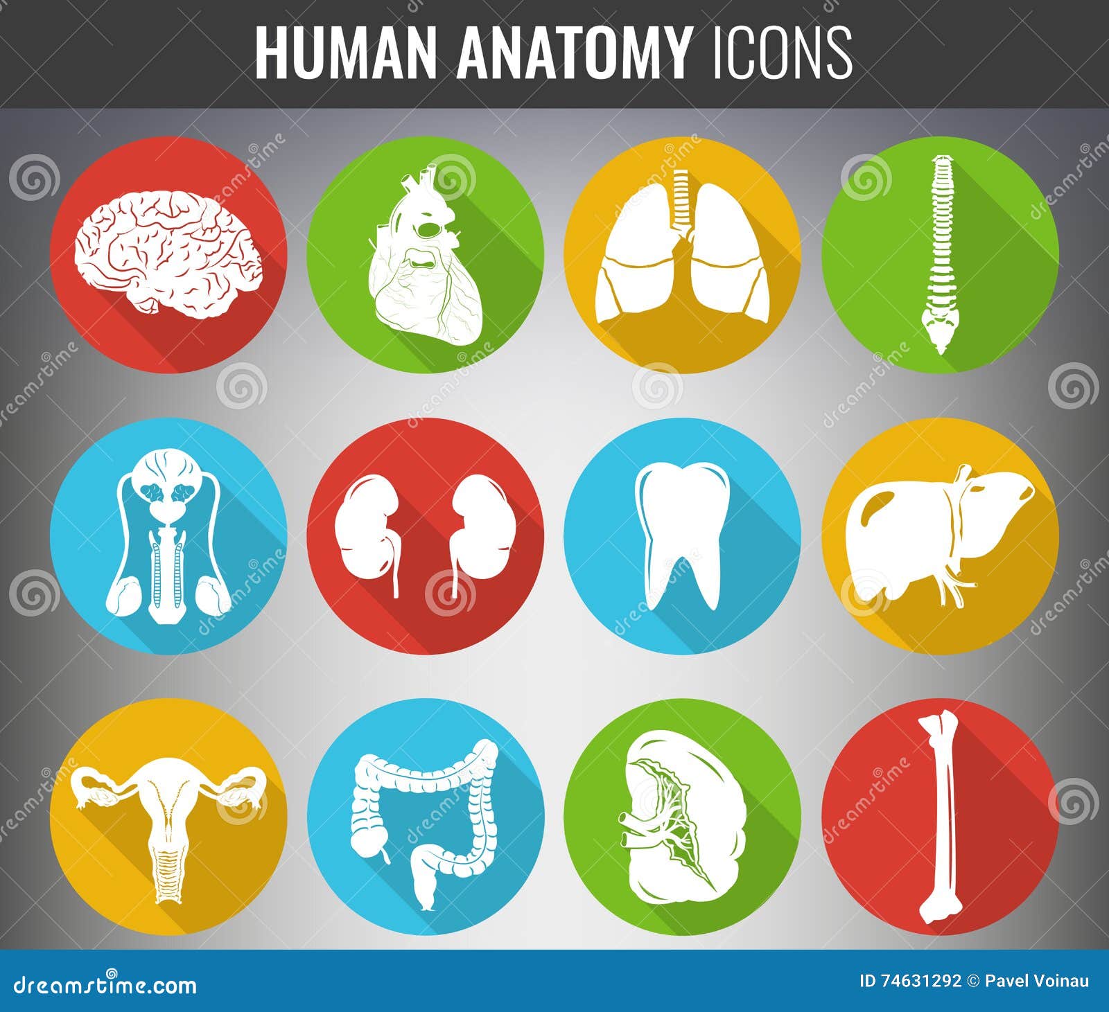 Organe Interne Umane. Set Anatomie. Vector Stock Vector - Ilustrare din ...