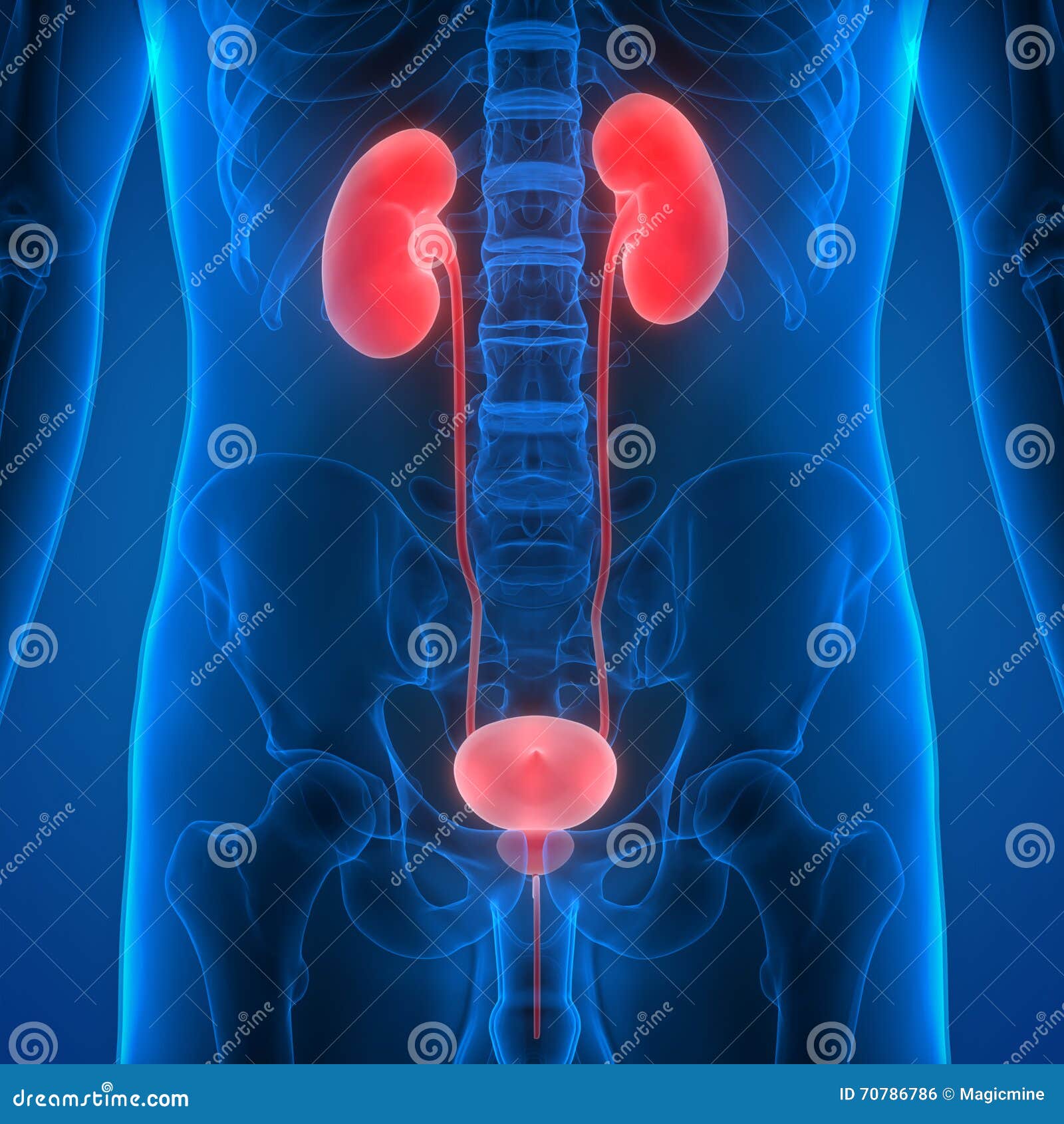 Organe umane rinichi stock illustration. Ilustrare din persoane - 70786786