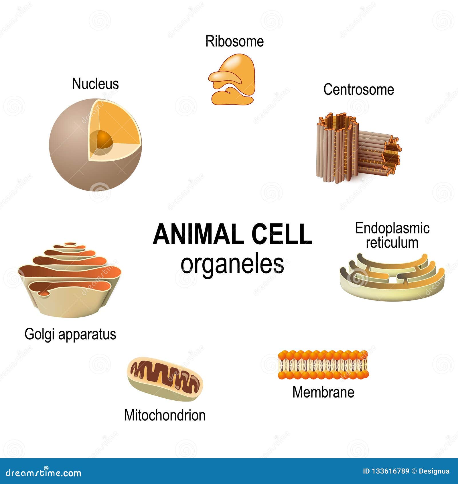 Organellen Van Dierlijke Cellen Vector Illustratie - Illustration of ...