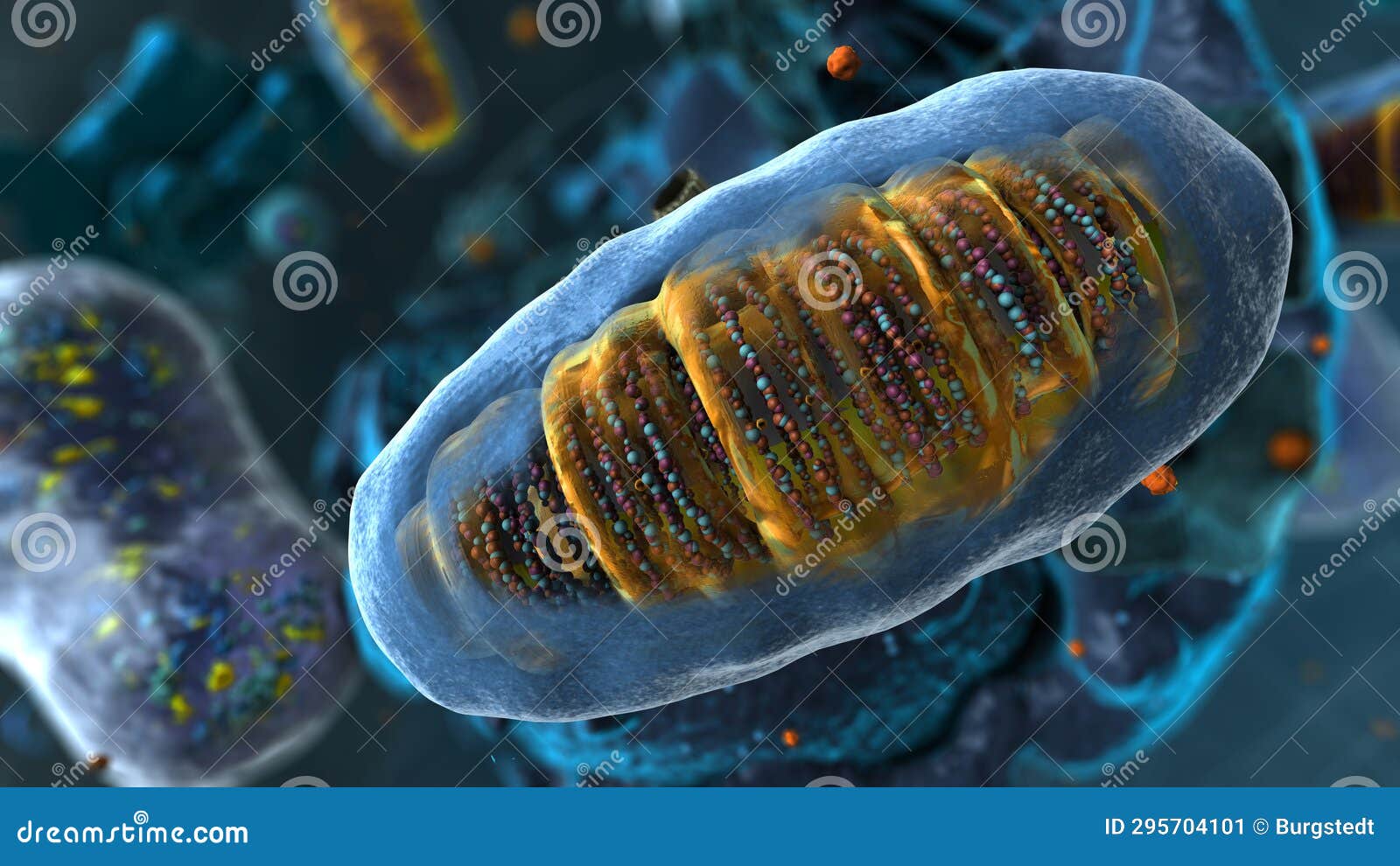 Organelles Inside Eukaryote, Focus on Mitochondria Stock Illustration ...
