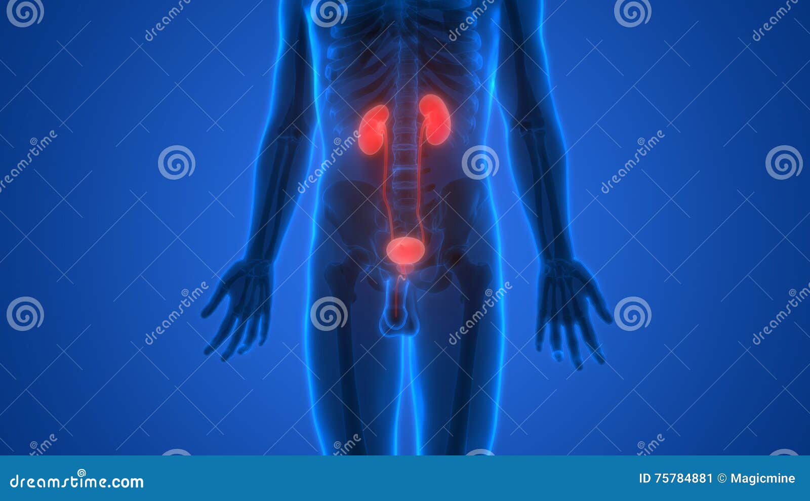 Organes De Corps Humain (anatomie De Reins) Illustration Stock ...