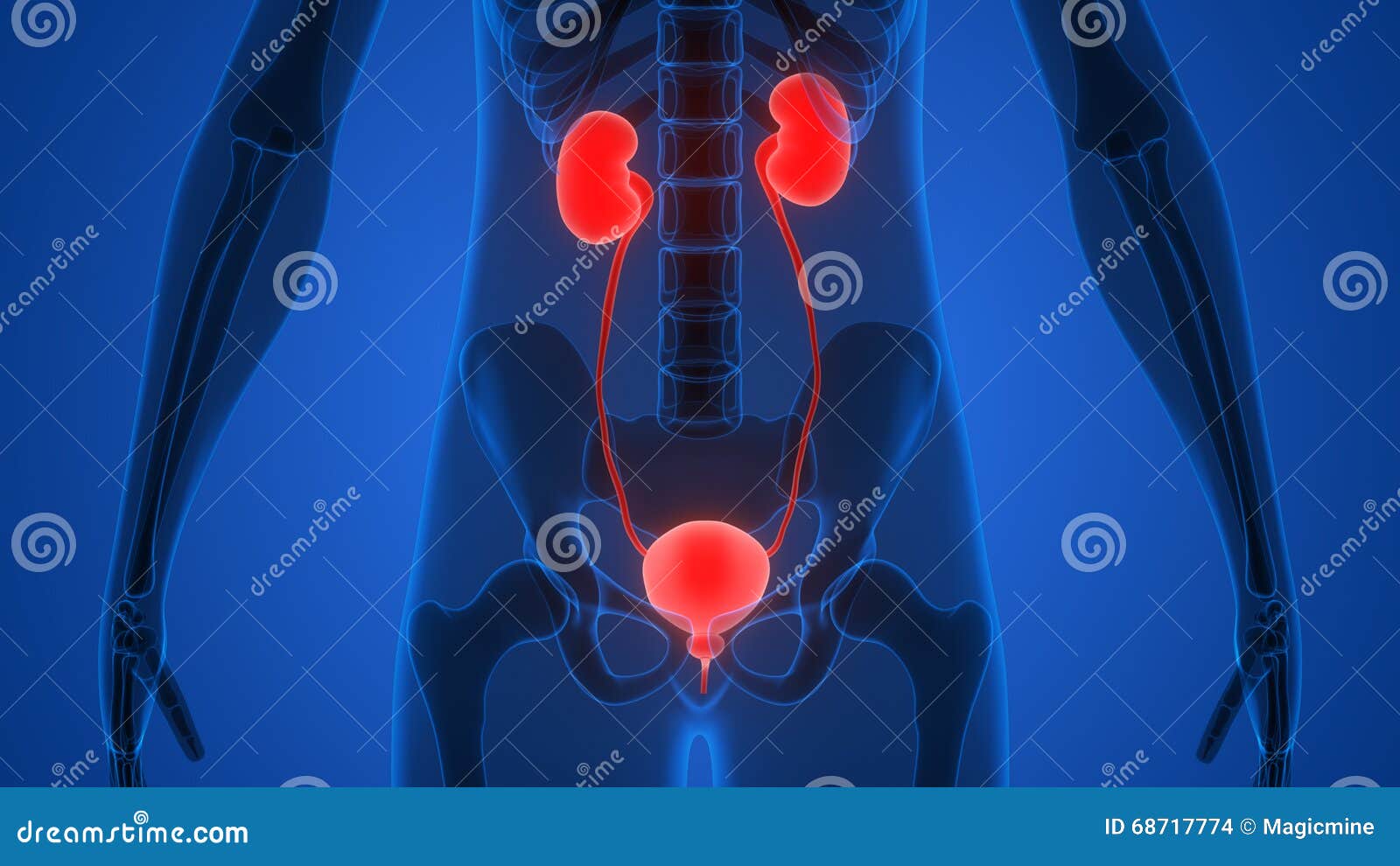 Organes De Corps Humain (reins) Illustration Stock - Illustration du ...