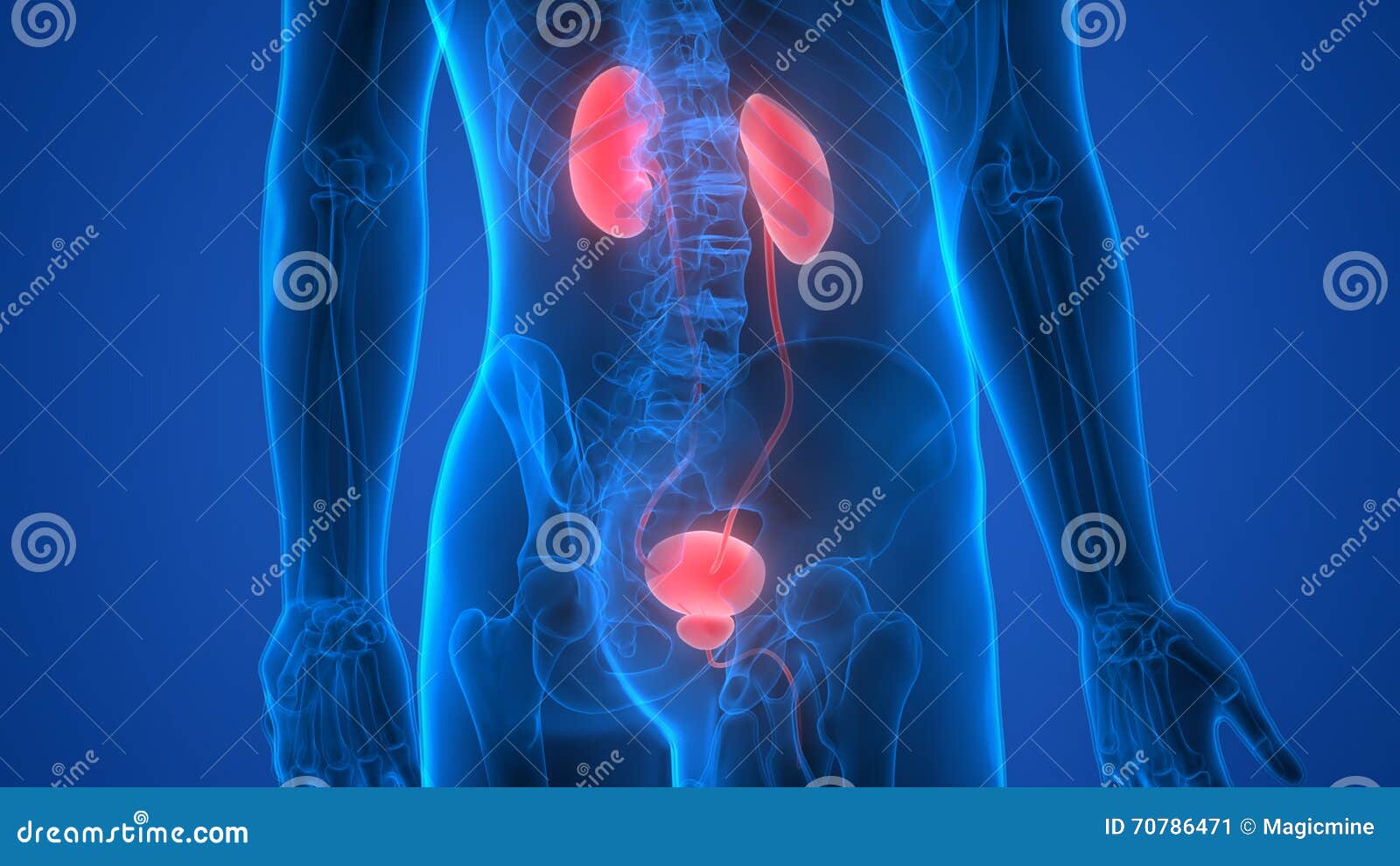 Organes De Corps Humain (reins) Illustration Stock - Illustration du ...