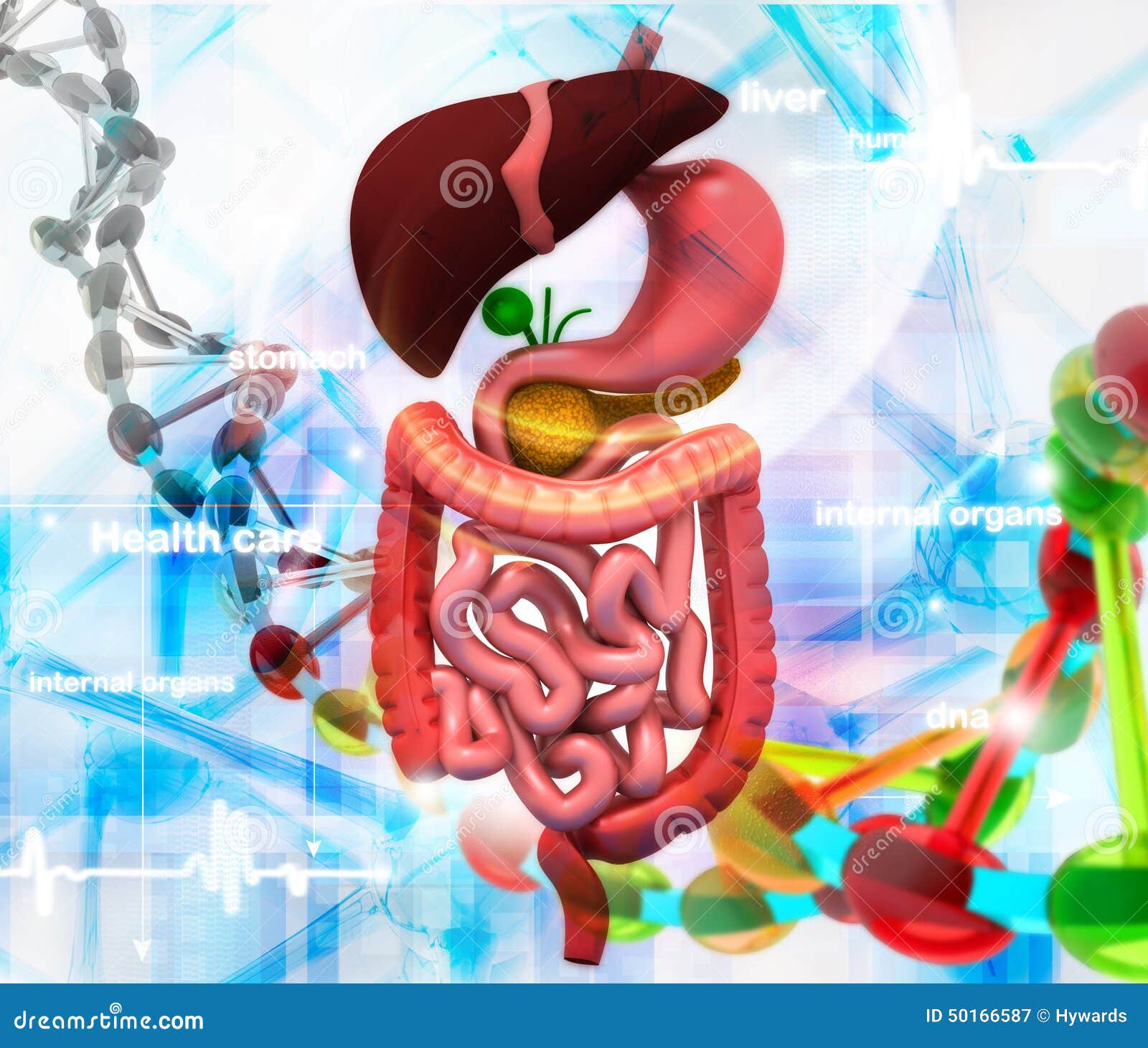 Organi interni umani illustrazione di stock. Illustrazione di anatomico ...