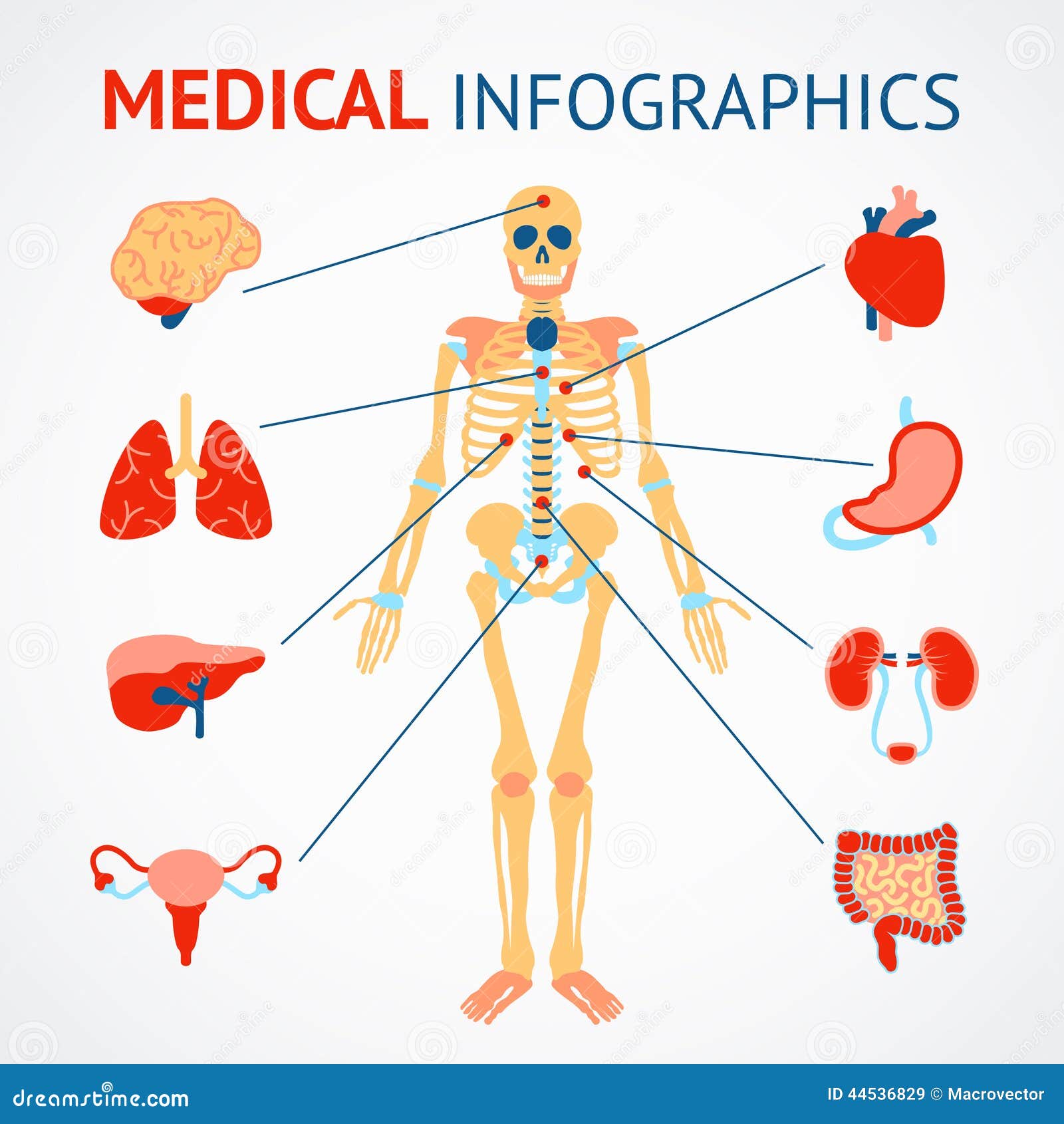 Organi umani infographic illustrazione vettoriale. Illustrazione di ...
