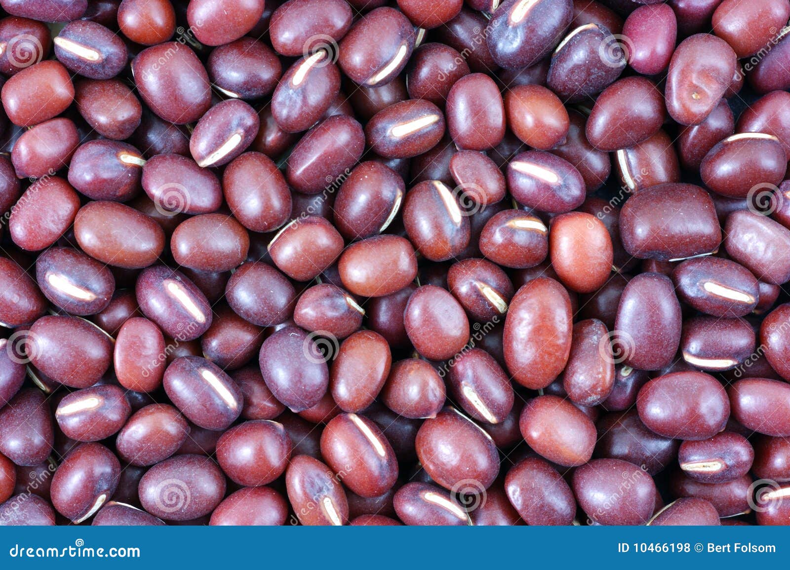 Organic Adzuki beans stock photo. Image of variety, cuisine - 10466198