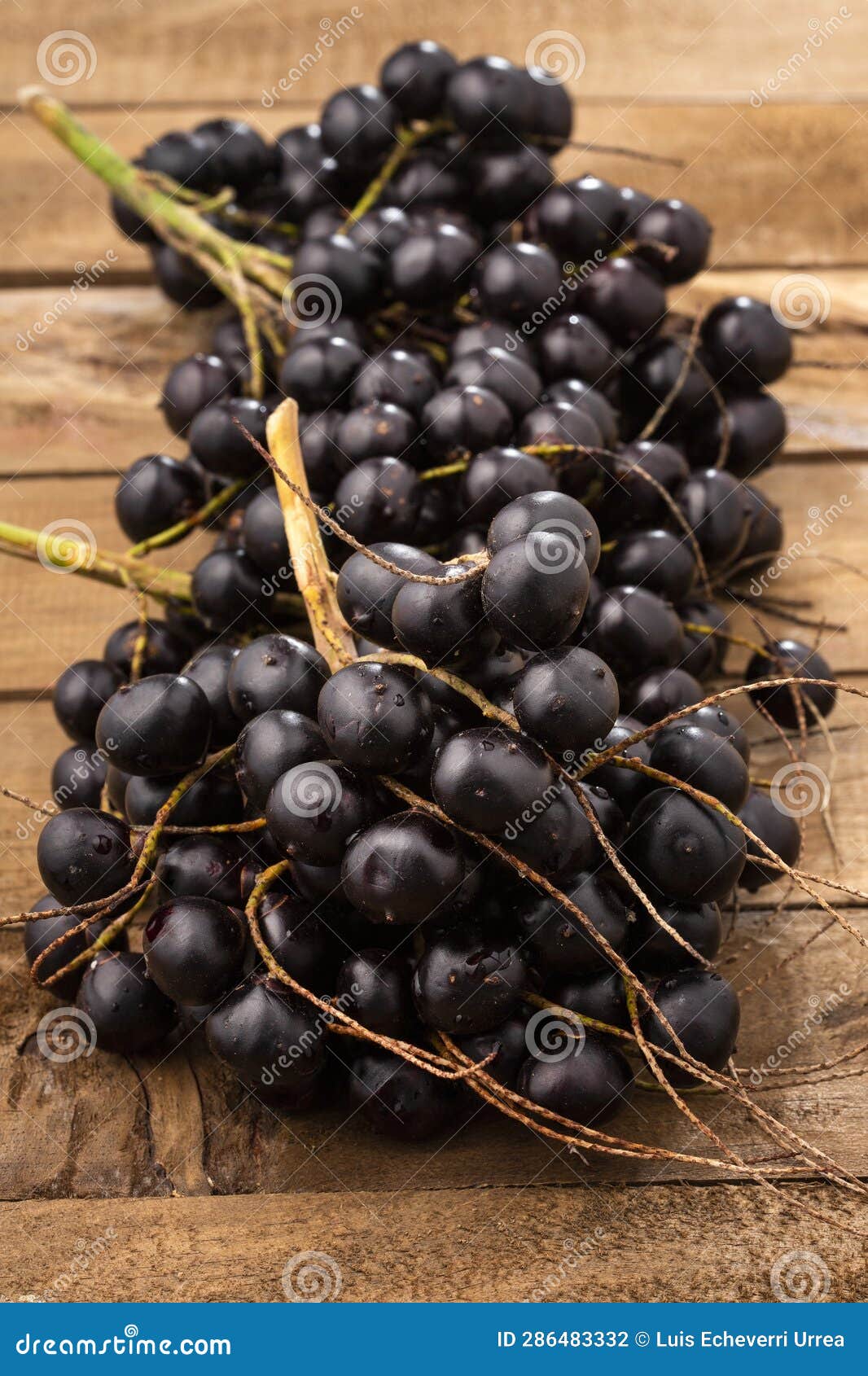 Organic Amazonian Acai Berries - Euterpe Oleracea Stock Photo - Image ...