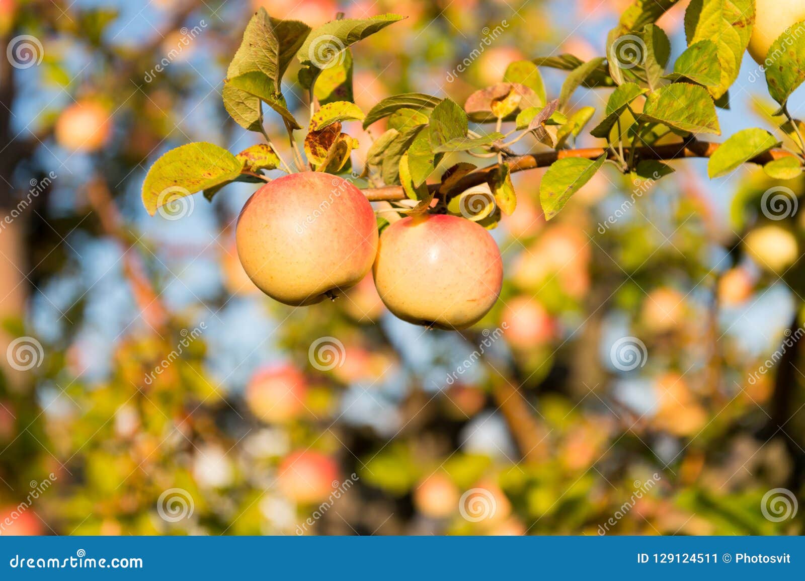Organic Apple Crops Farm Or Garden Autumn Apples Harvesting Season