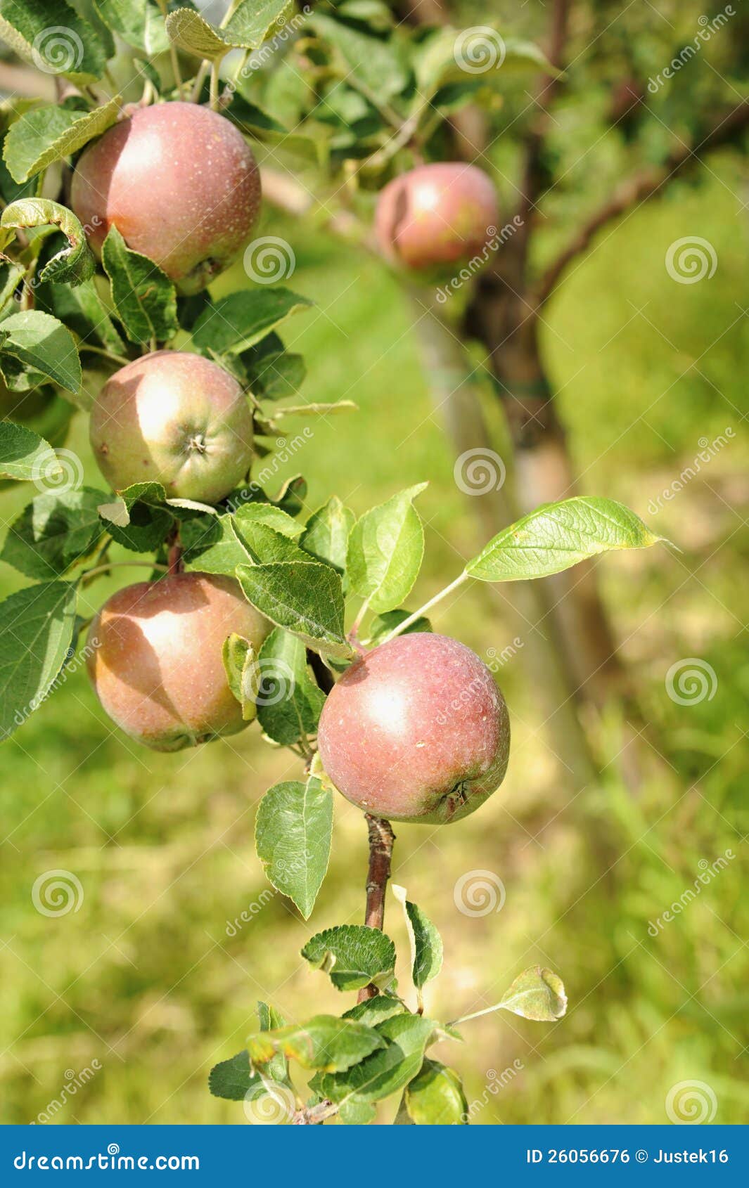 Organic apple tree stock photo. Image of food, orchard - 26056676