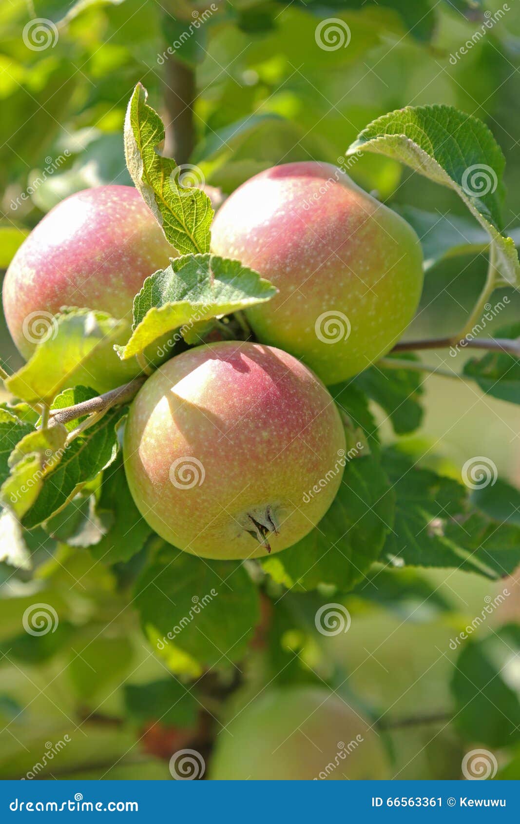 Organic Apple Tree with Fruit at the Orchard in Austria, Europe. Stock ...
