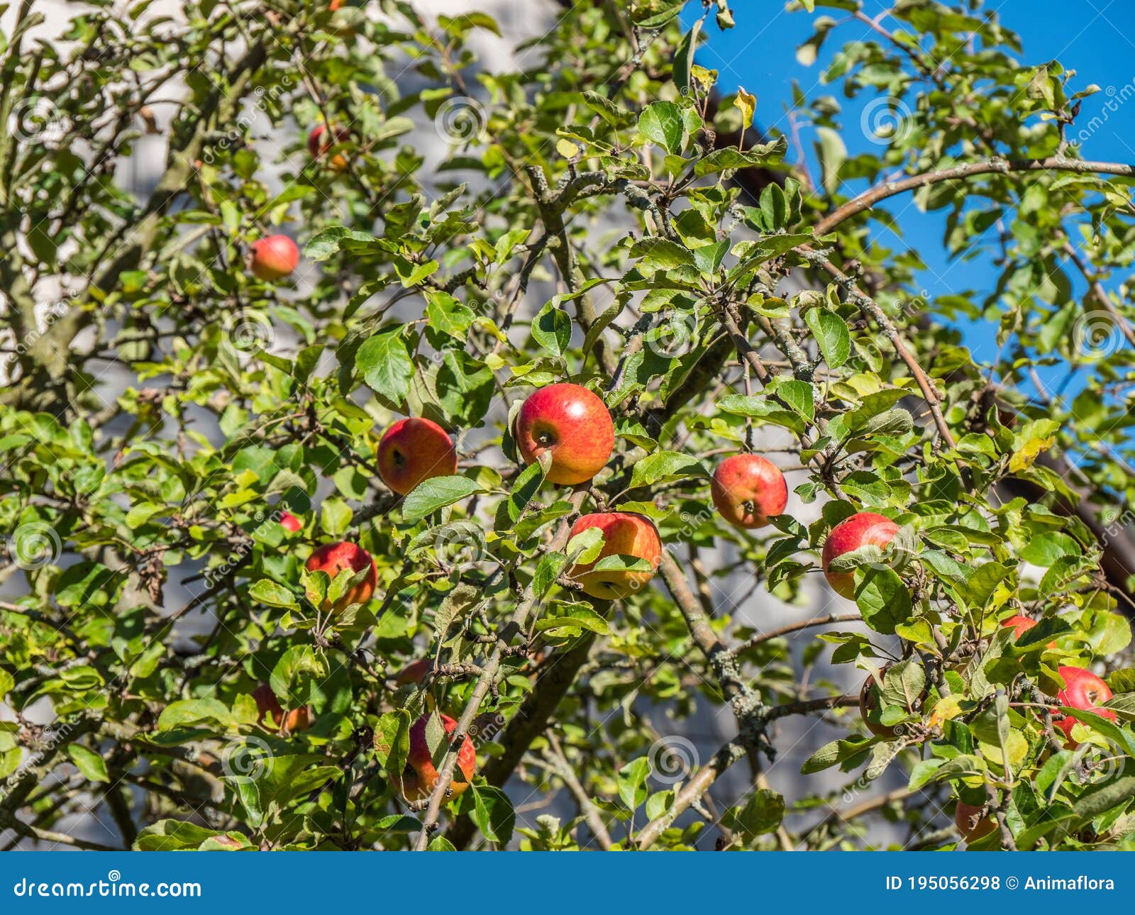 Organic Apple Tree in the Garden Stock Photo - Image of food, farming ...