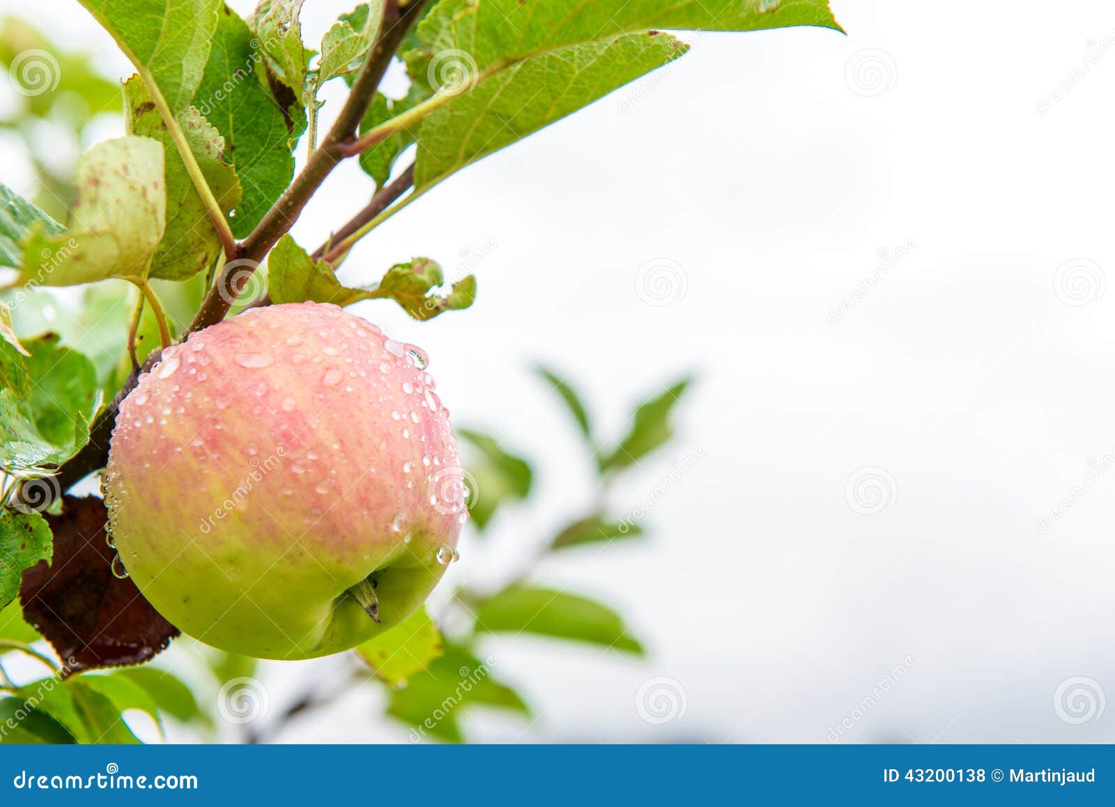 Organic Apple with Water Drops Stock Photo - Image of nature ...