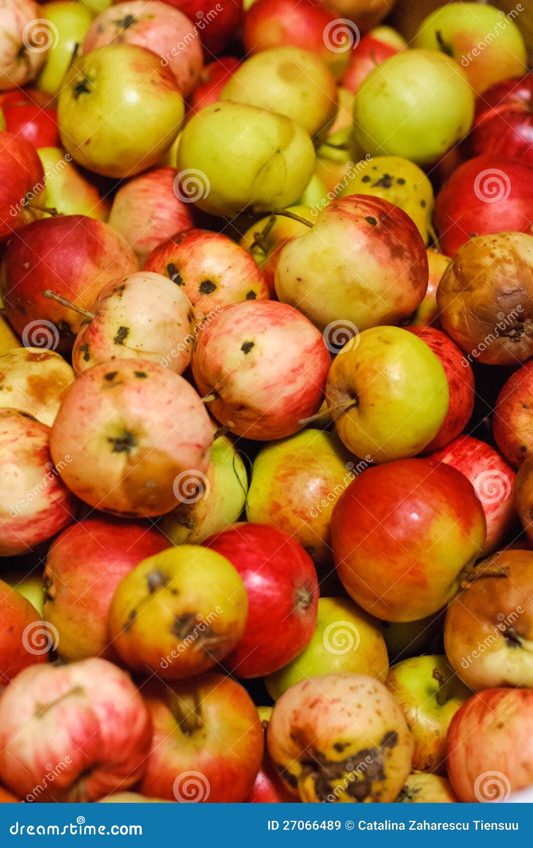 Organic apples stock image. Image of plant, market, organic - 27066489