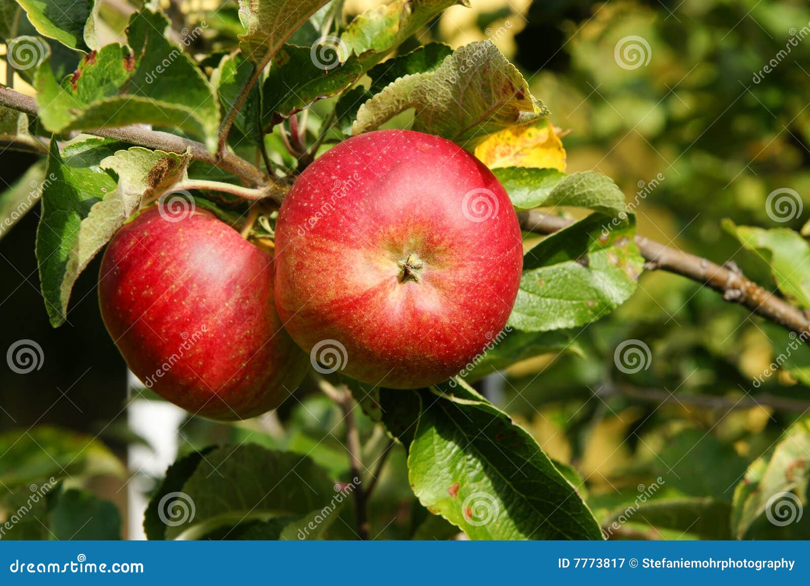 Organic apples stock image. Image of kilo, farmland, garnish - 7773817