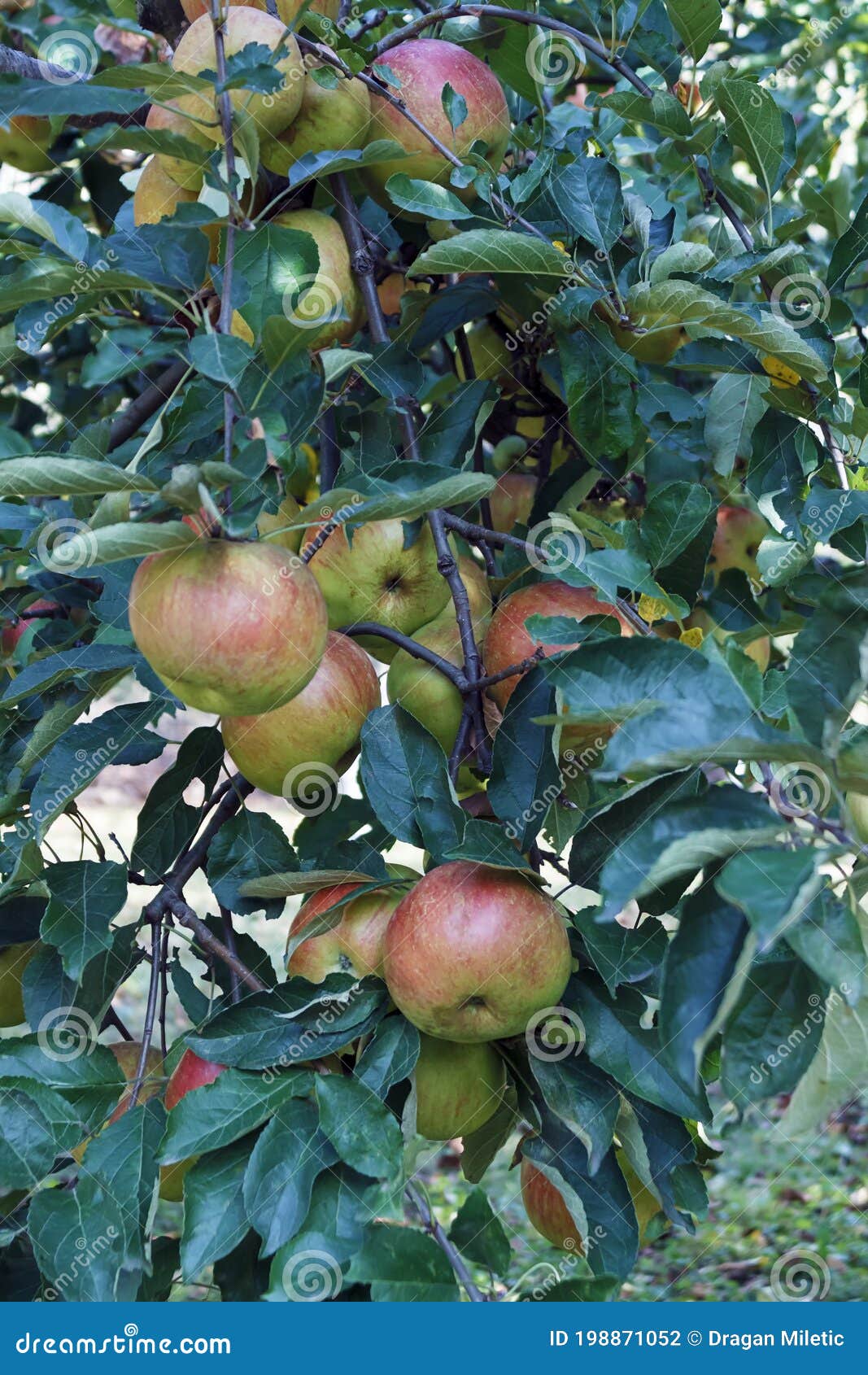 Organic Apples on Apple Tree Branch Stock Photo - Image of closeup ...