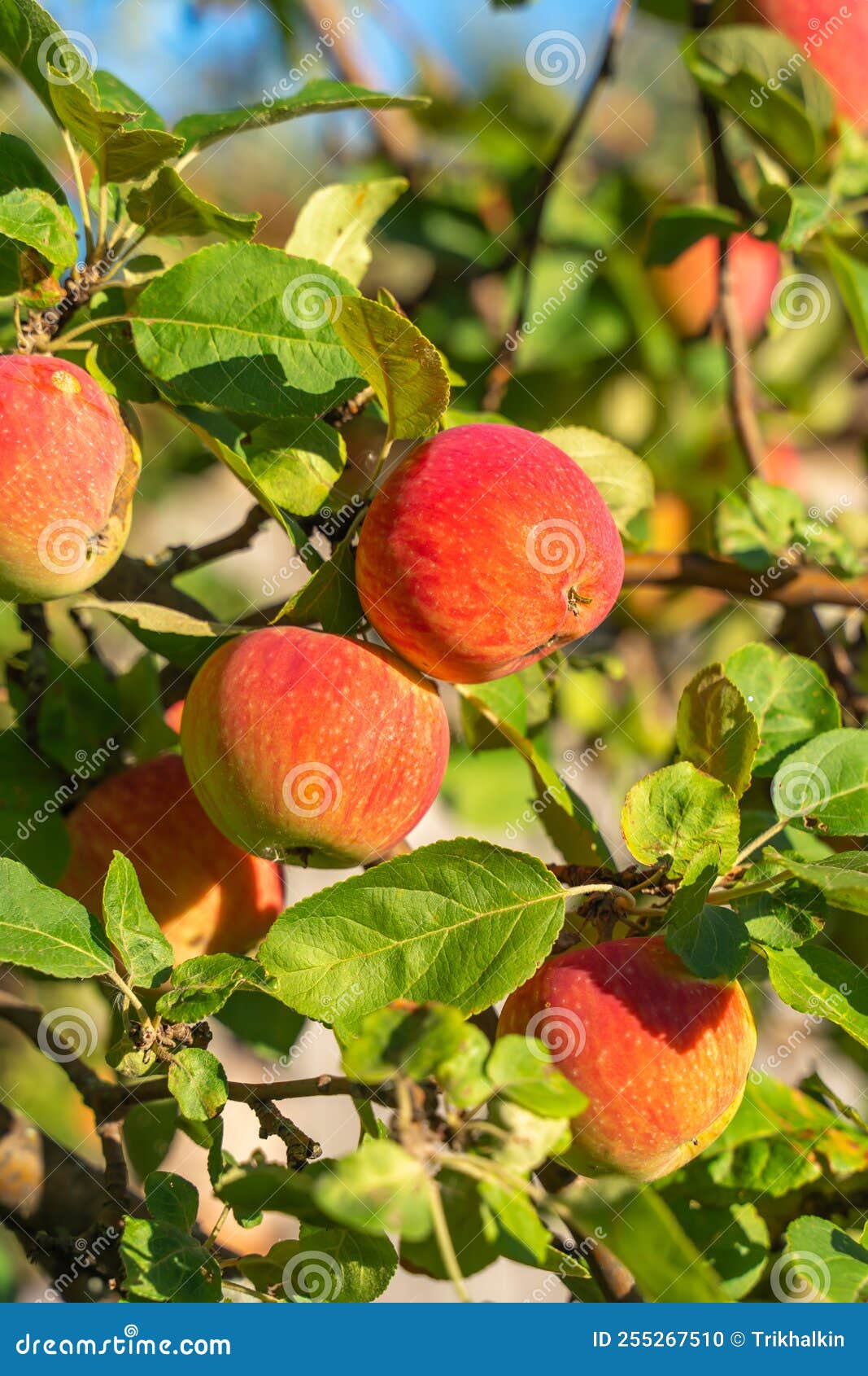 Organic Apples. Fruit without Chemical Spraying. Orchard. Stock Photo ...
