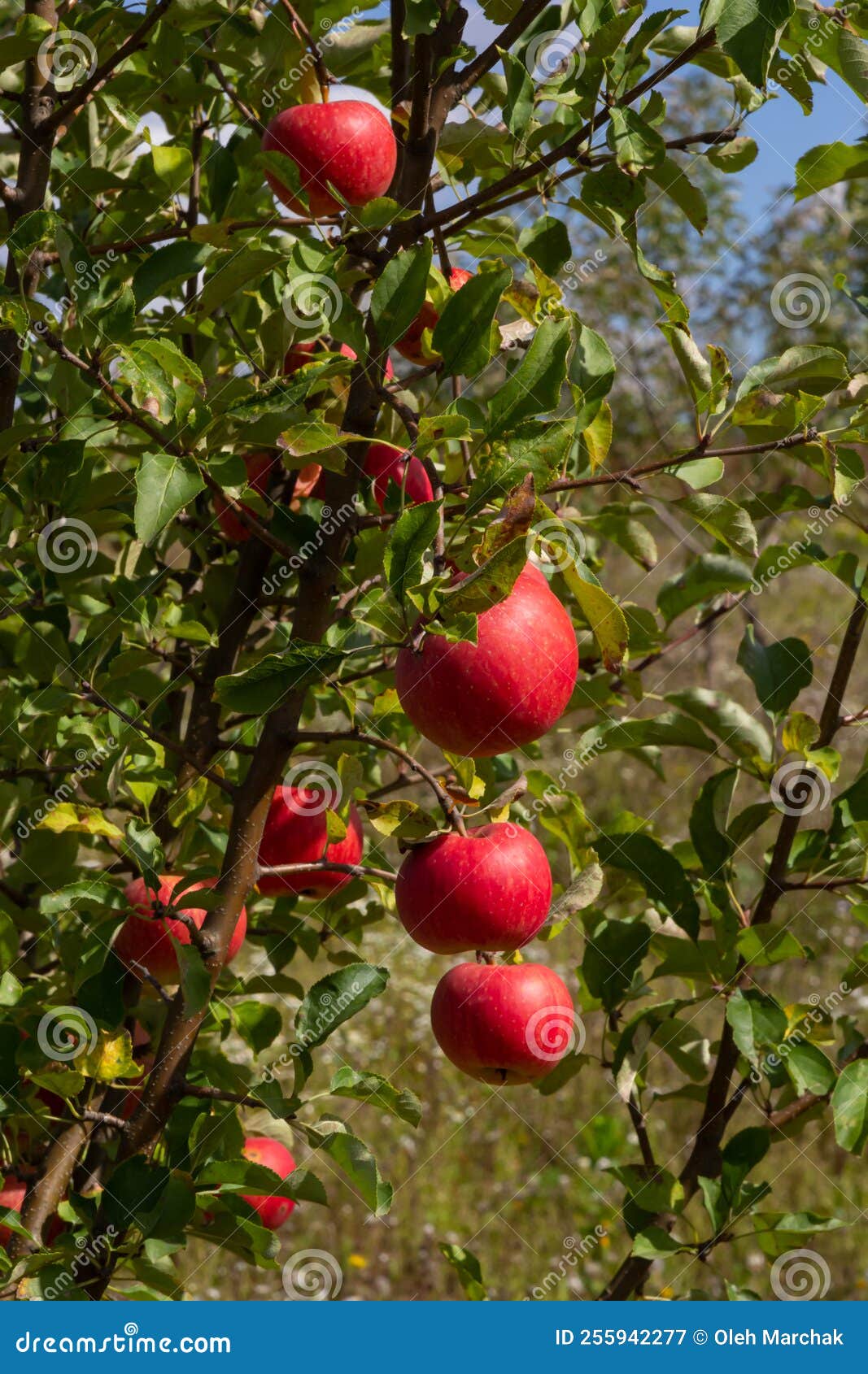 Organic Apples. Fruit without Chemical Spraying Stock Image - Image of ...