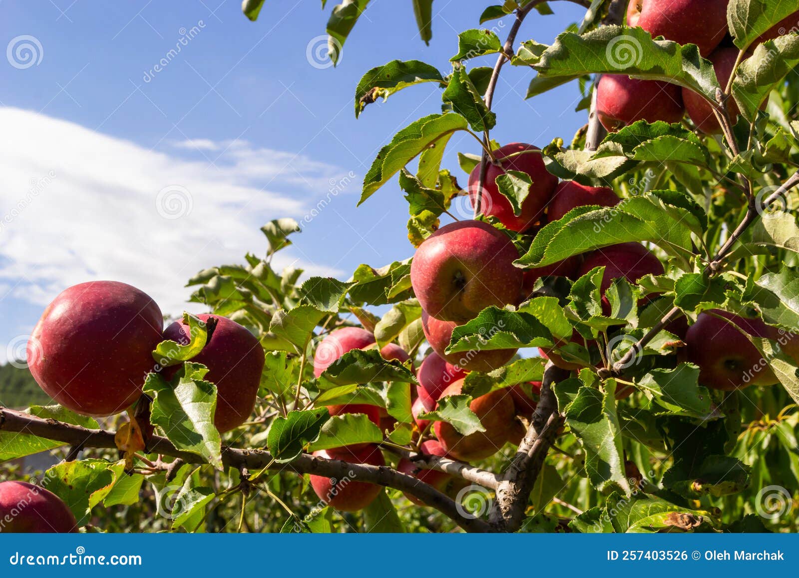 Organic Apples. Fruit without Chemical Spraying Stock Photo - Image of ...