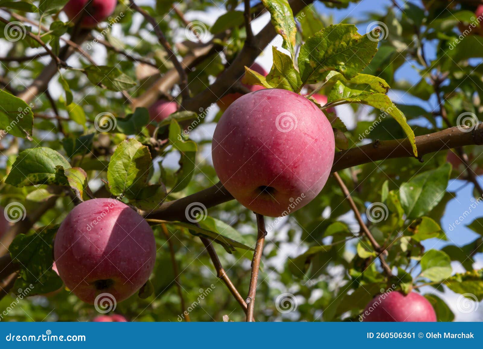 Organic Apples. Fruit without Chemical Spraying Stock Image - Image of ...
