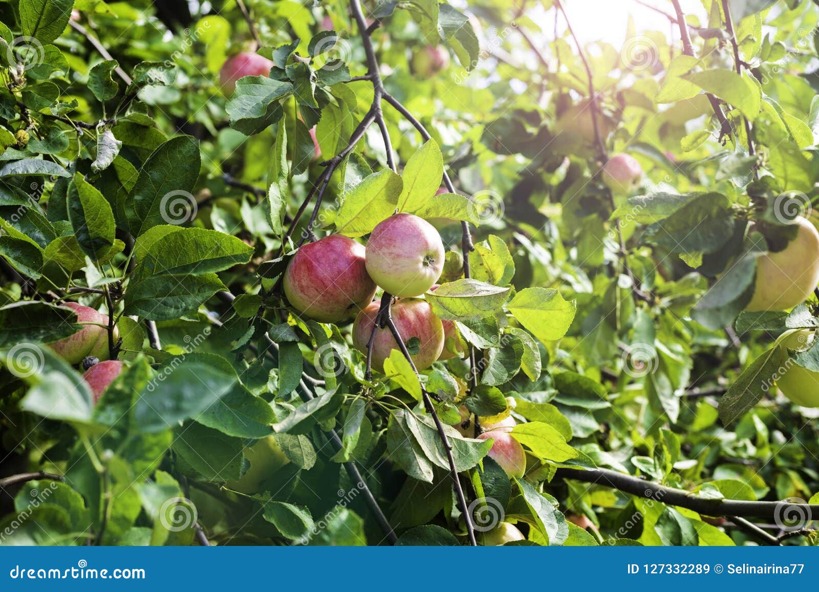 Organic Apples Hanging from a Tree Branch in an Apple Orchard. Stock ...