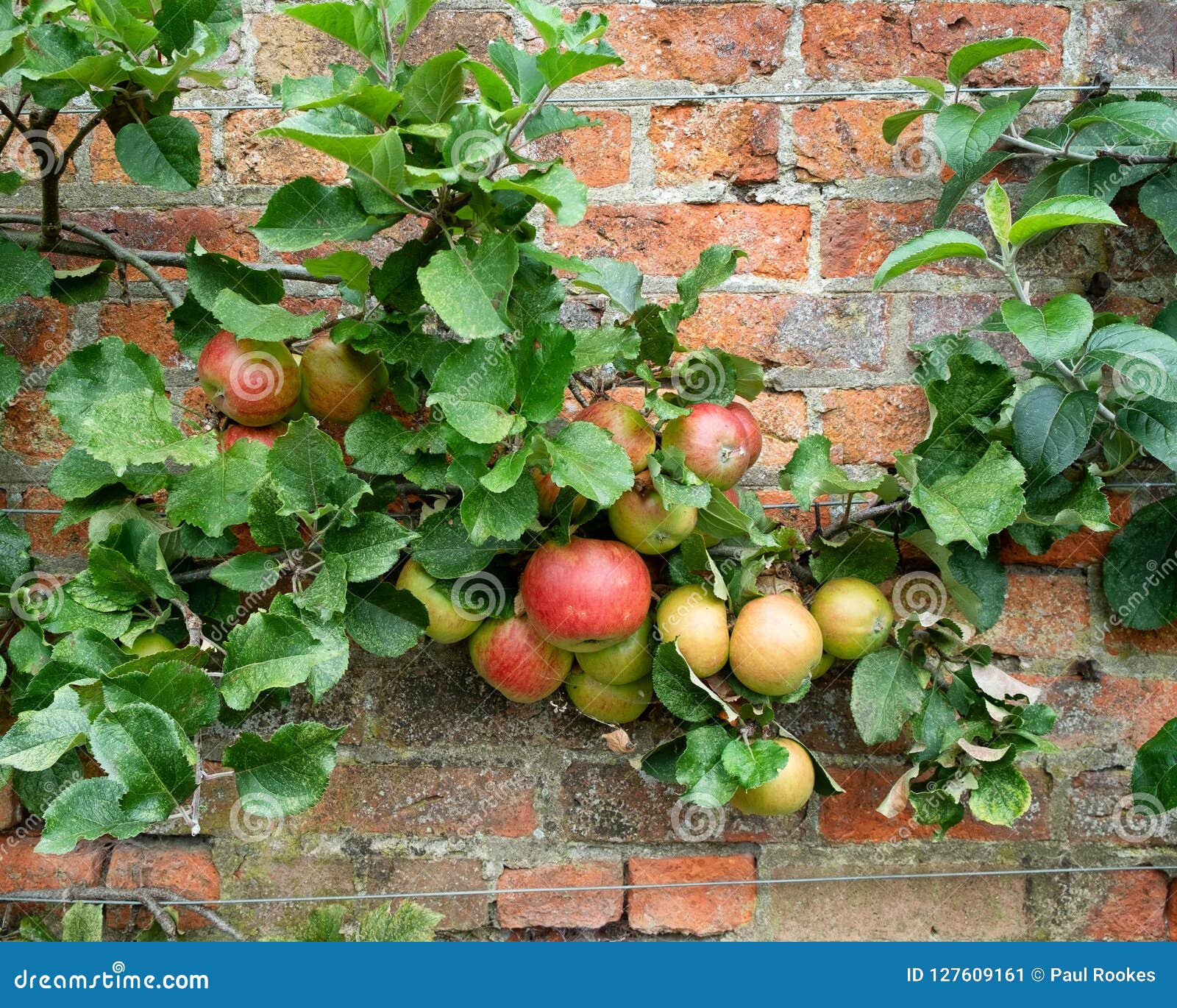 Organic Apples on Red Brick Wall Stock Image - Image of food, hanging ...
