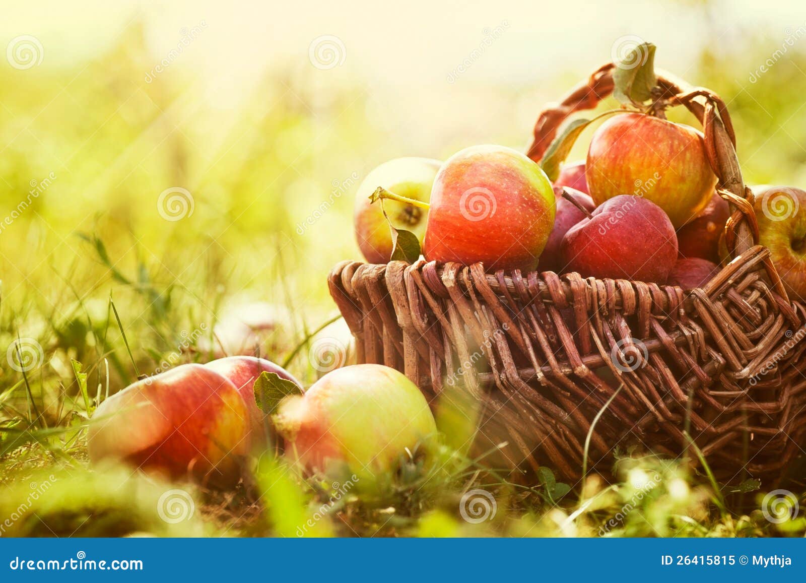 Organic Apples in Summer Grass Stock Image - Image of gardening, farm ...