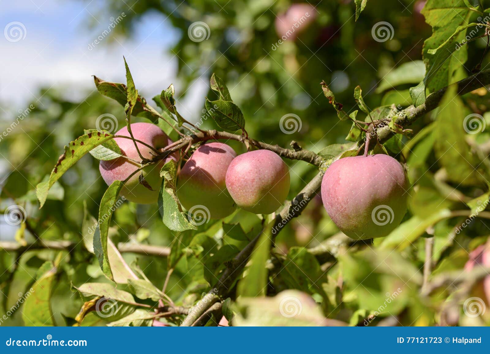 Organic Apples on Tree Branch, Germany Stock Image - Image of organic ...