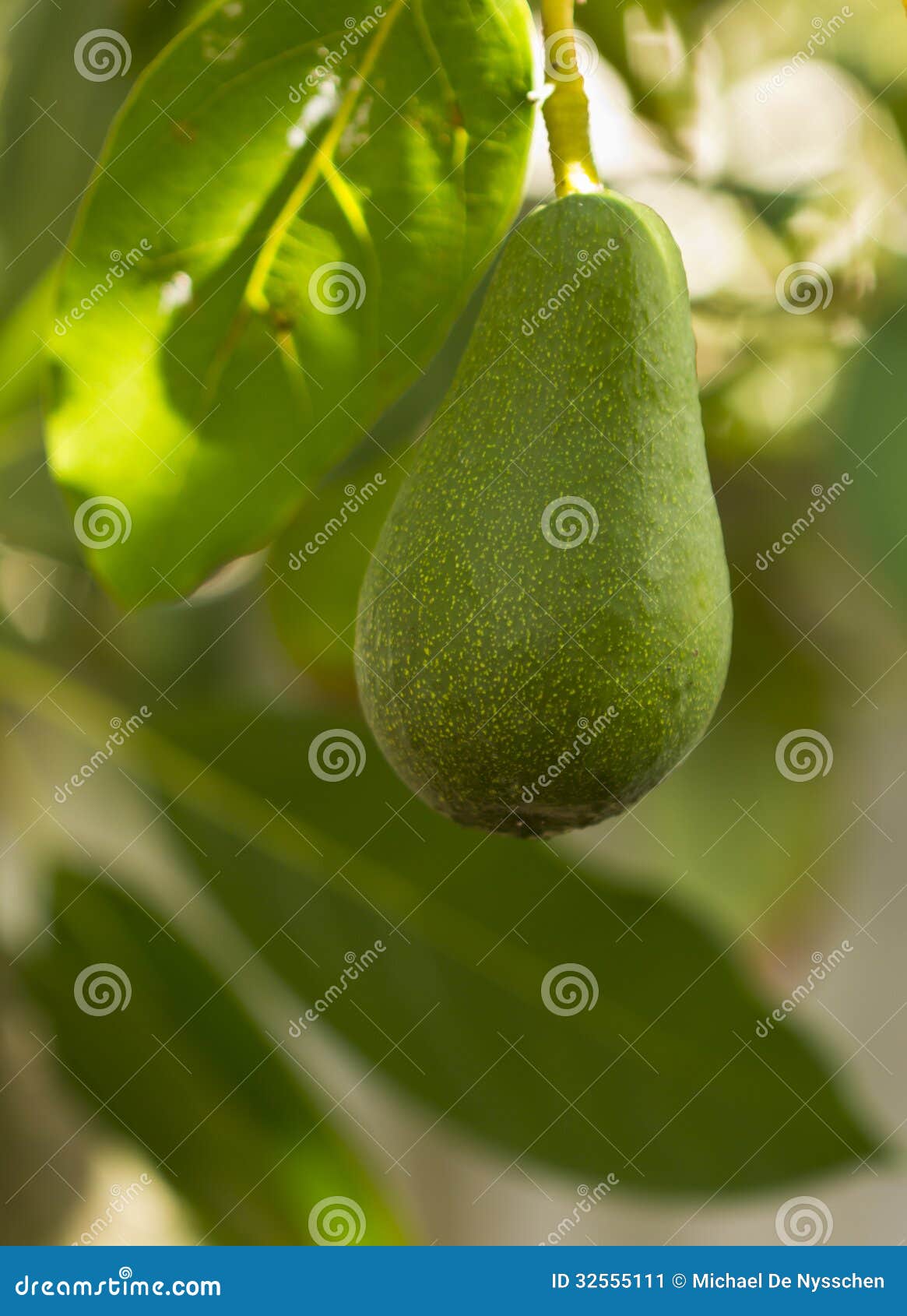 Organic Avocado Pears on Tree Stock Image - Image of natural, ripening ...