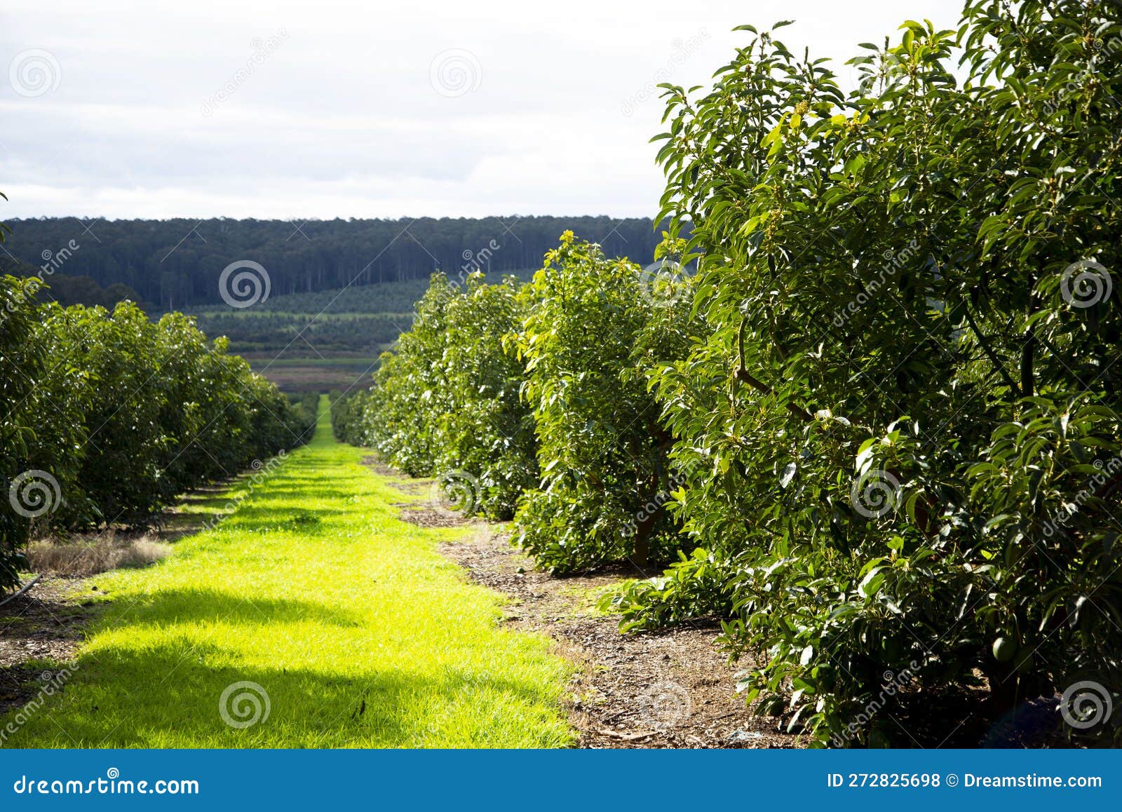 Organic Avocado Plantation stock photo. Image of field - 272825698