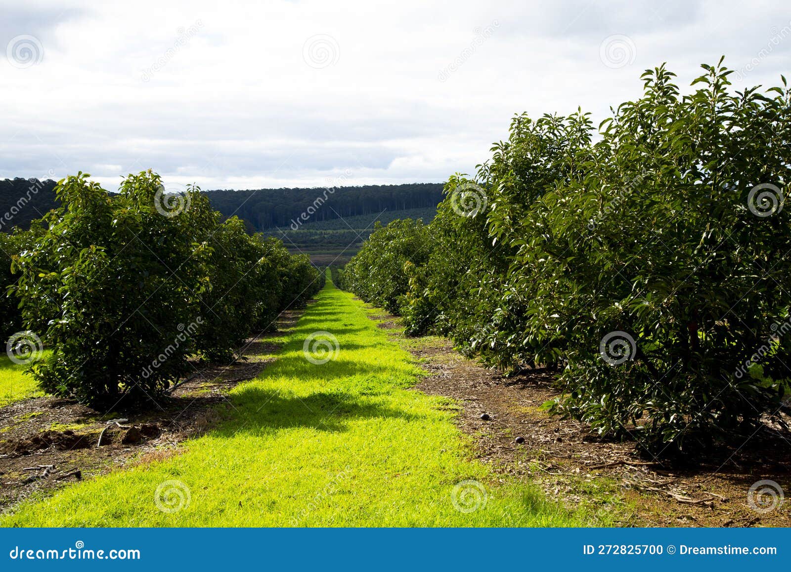Organic Avocado Plantation stock photo. Image of outdoor - 272825700