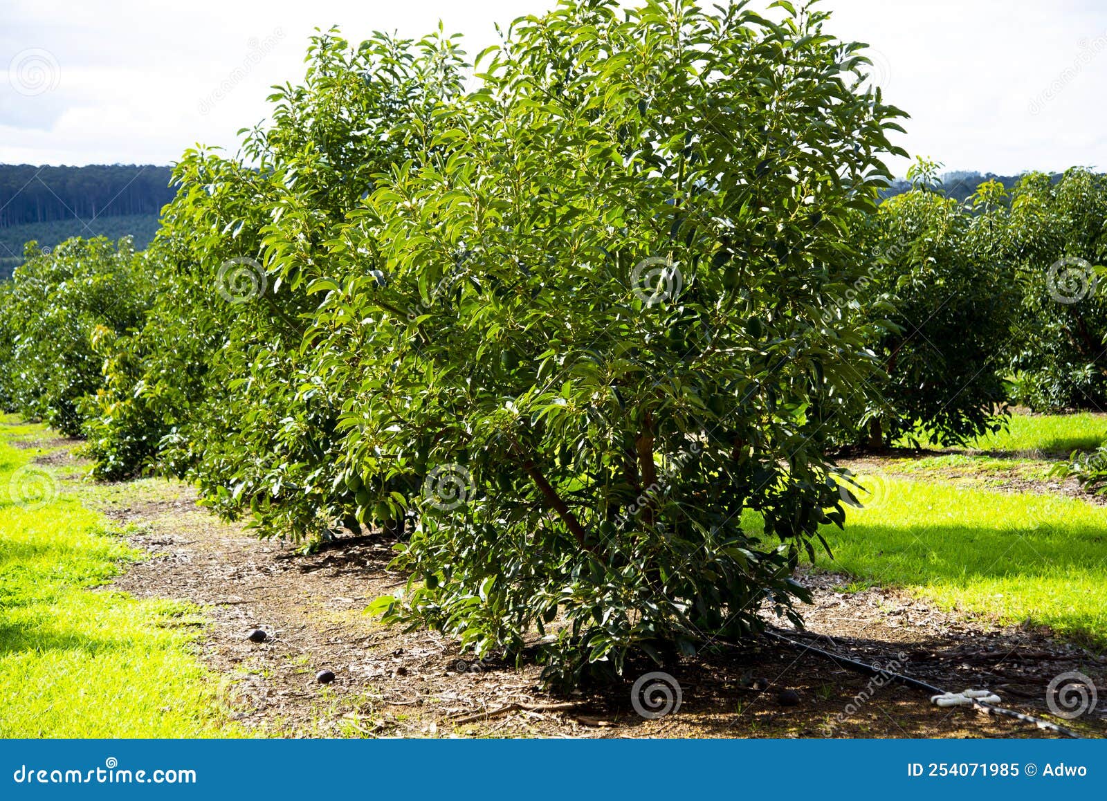 Organic Avocado Plantation stock image. Image of fruit - 254071985