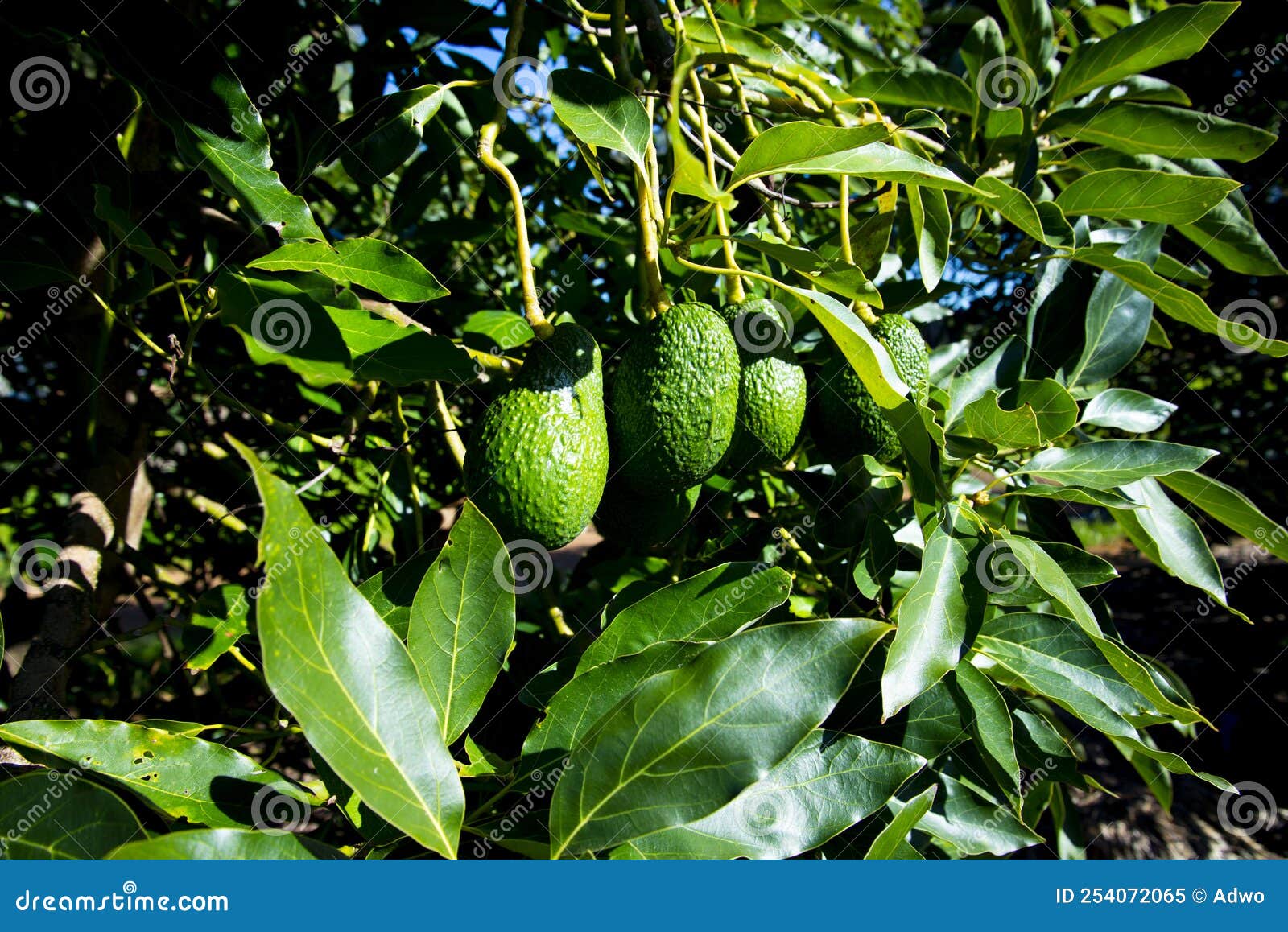 Organic Avocado Plantation stock image. Image of australia - 254072065